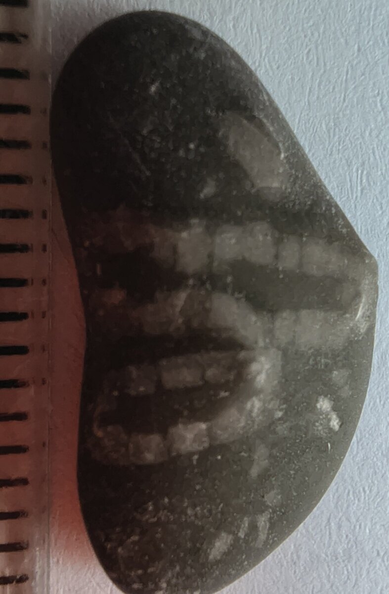 LE39 Crinoid Stem Fragment - Pennsylvania - The Fossil Forum