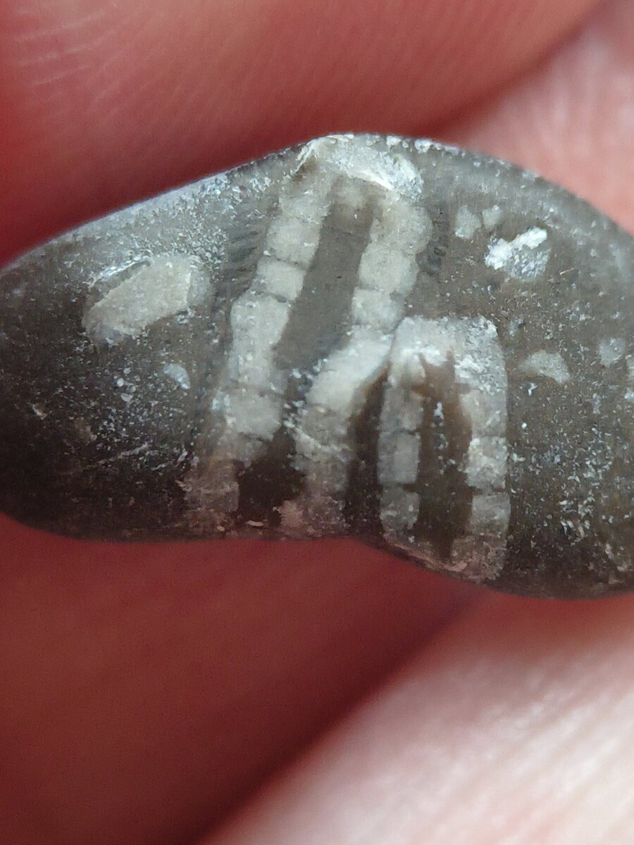 LE39 Crinoid Stem Fragment - Pennsylvania - The Fossil Forum