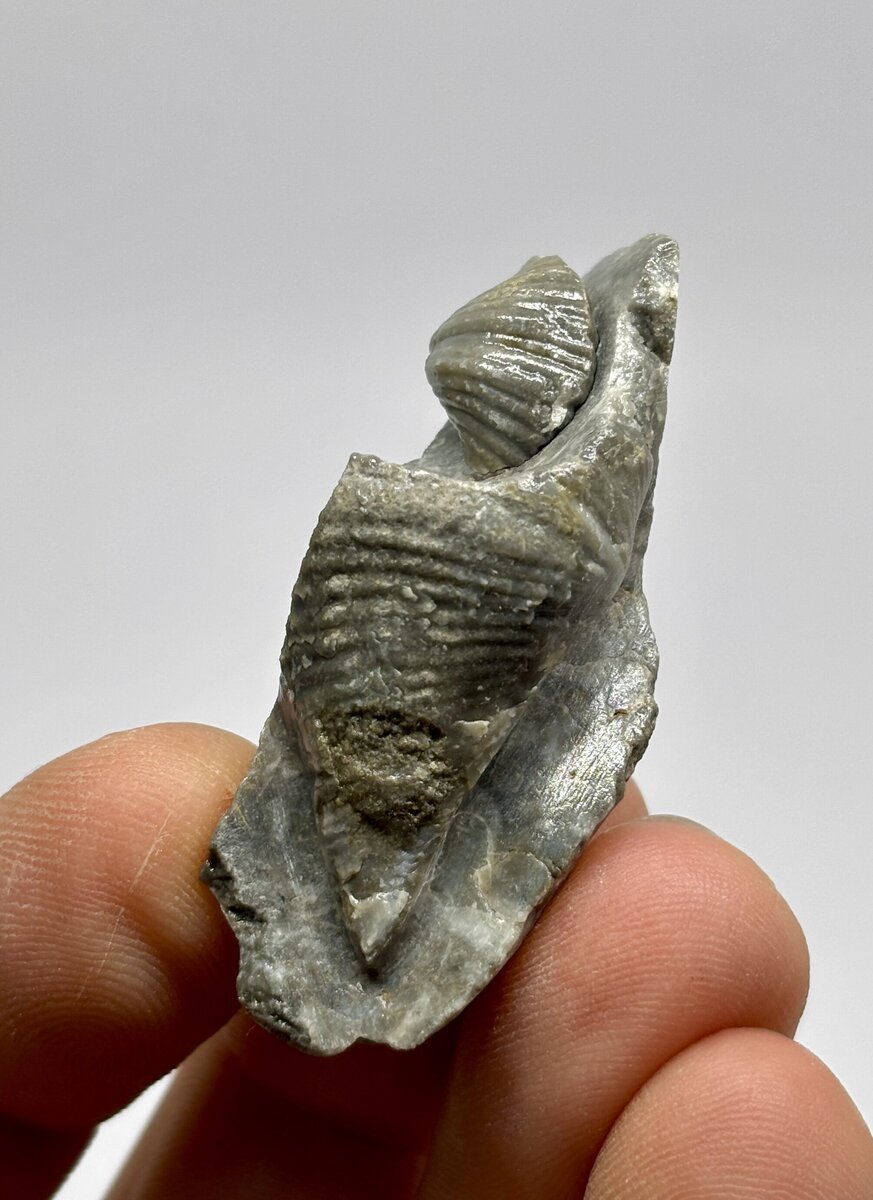 Gallery - The Fossil Forum