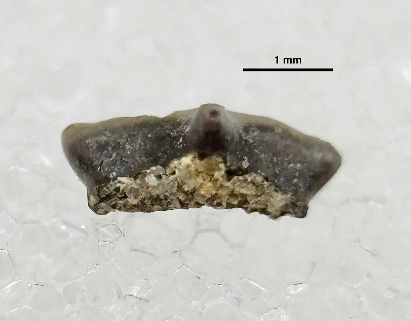Lonchidion selachos - Member Collections - The Fossil Forum