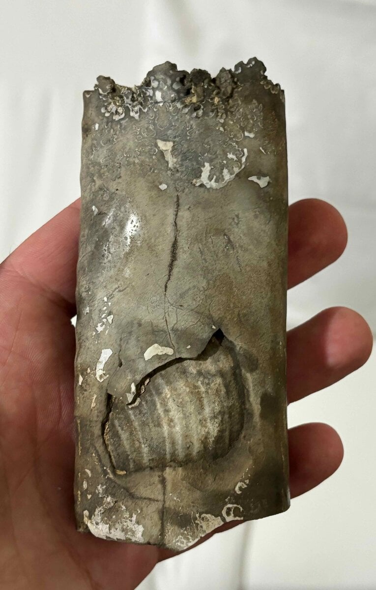 Baculites with an Inoceramus inside - Member Collections - The Fossil Forum