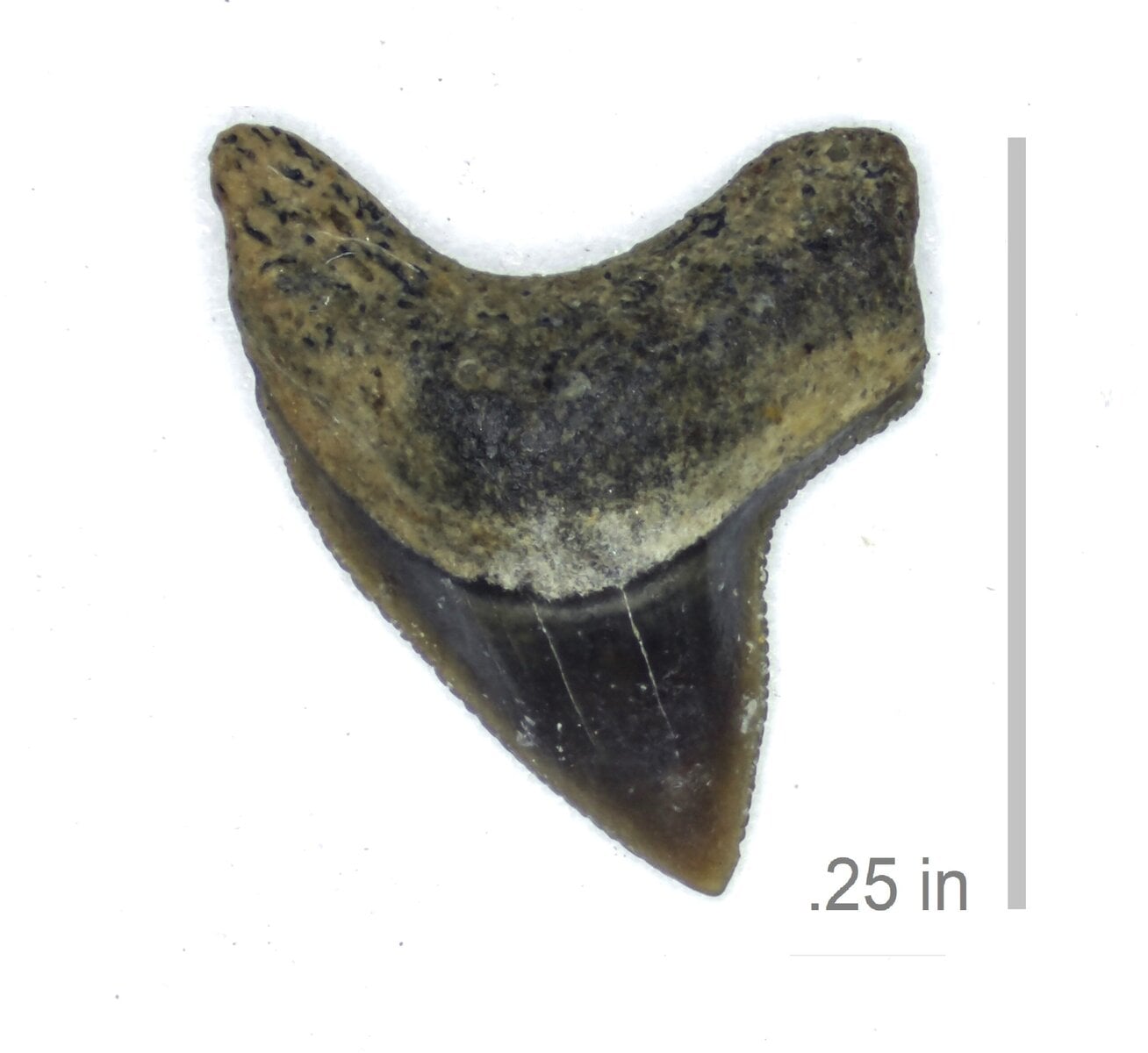 Shark Squalicorax falcatus Eagle Ford Formation - Member Collections ...