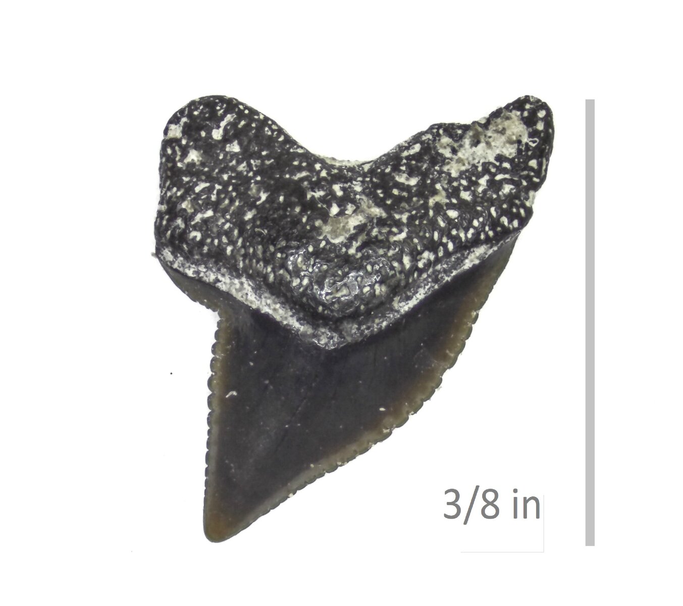 Shark Squalicorax falcatus Atco Formation - Member Collections - The ...