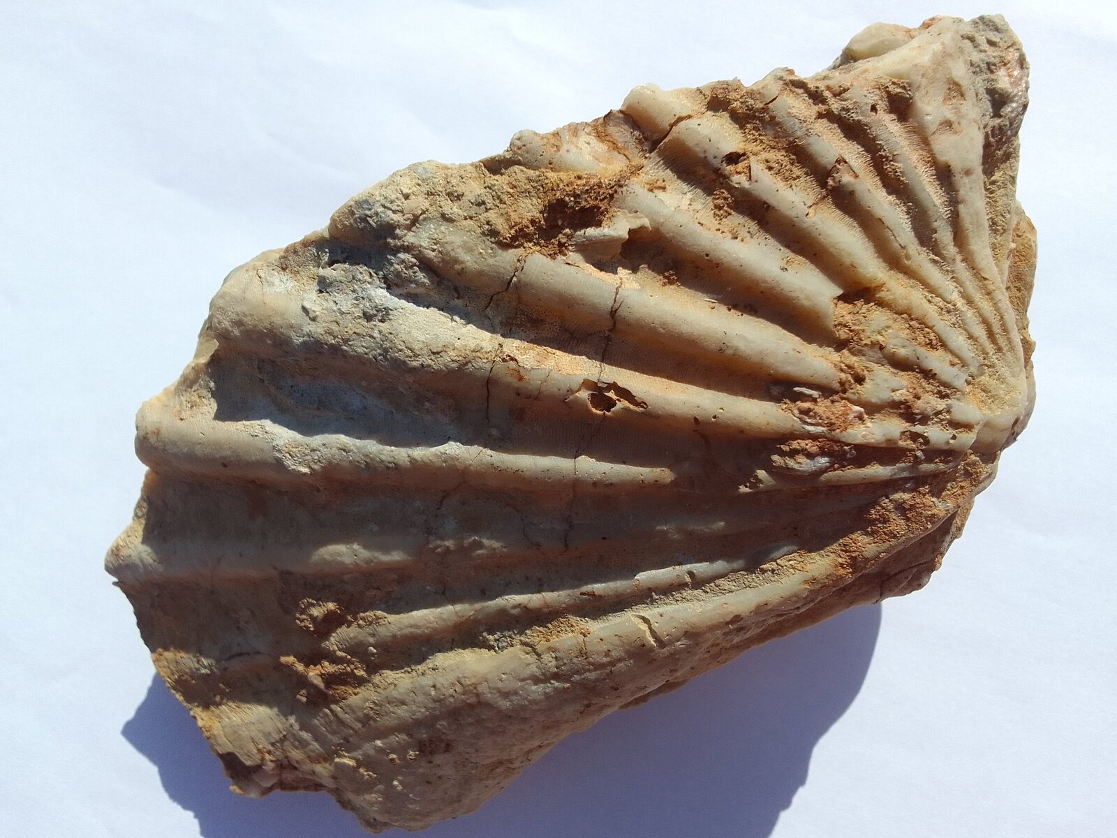 Pecten benedictus - Bivalves - The Fossil Forum