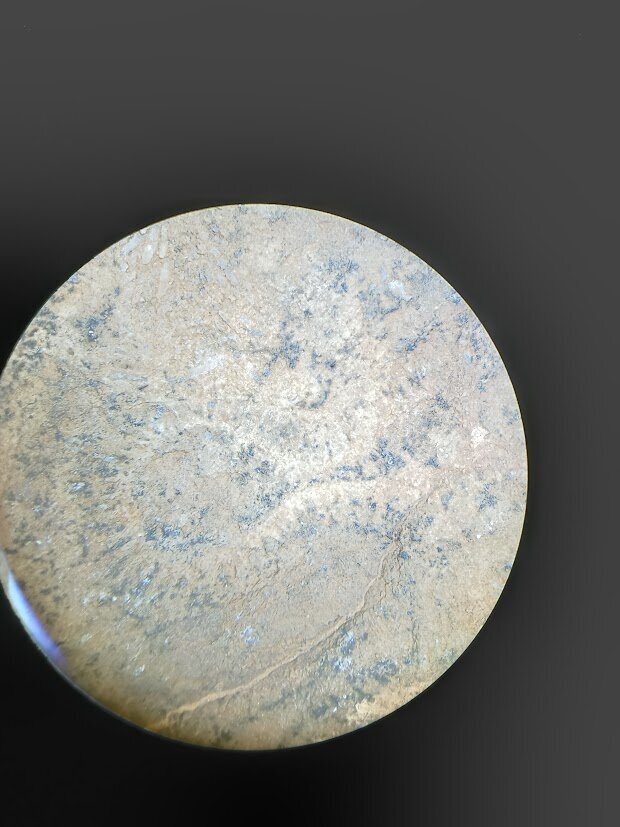Polycoscinus contortus - Sponges - The Fossil Forum