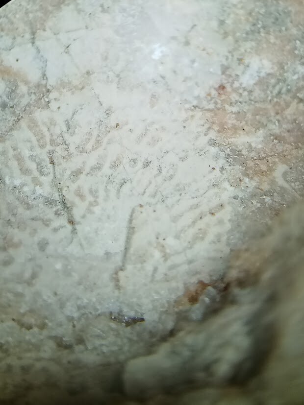 Sigmofungia flindersi - Sponges - The Fossil Forum
