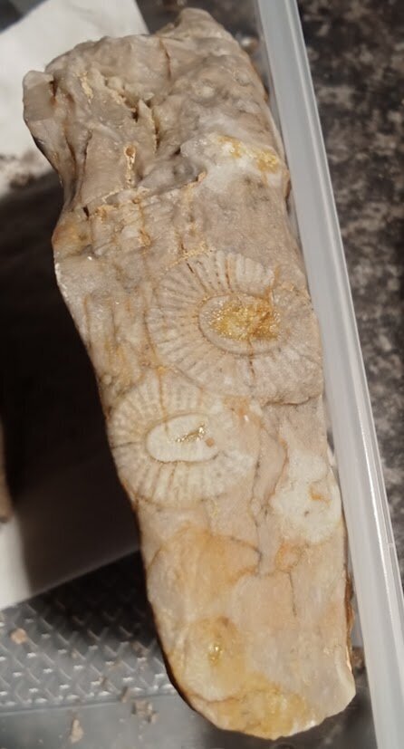 Sigmofungia flindersi from Ikara-Flinders National Park - Sponges - The ...