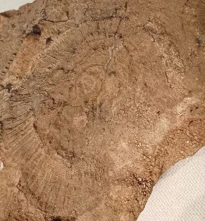 Thalamocyathus trachealis - Sponges - The Fossil Forum