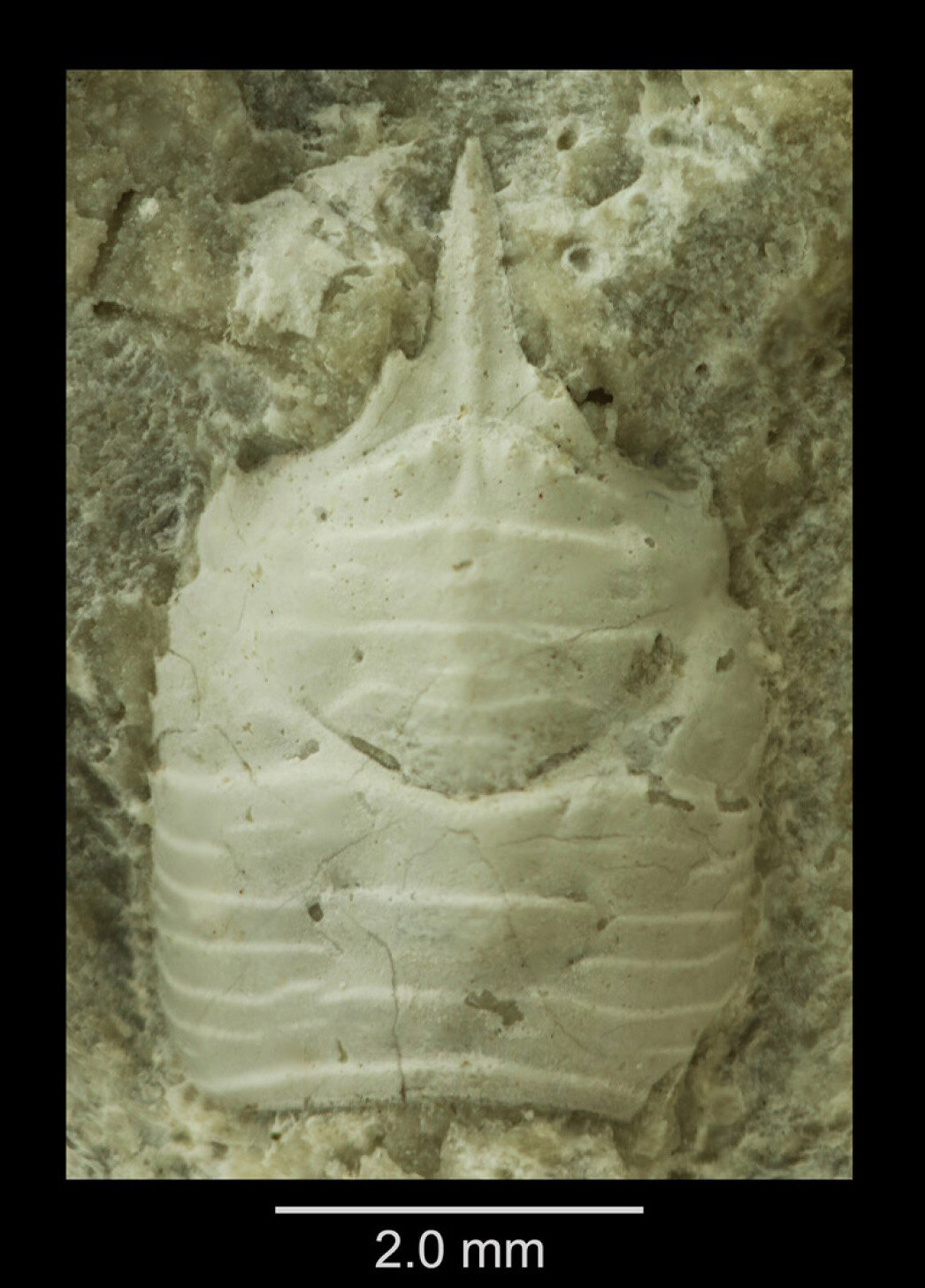 Sea star and sand flea? - Fossil ID - The Fossil Forum