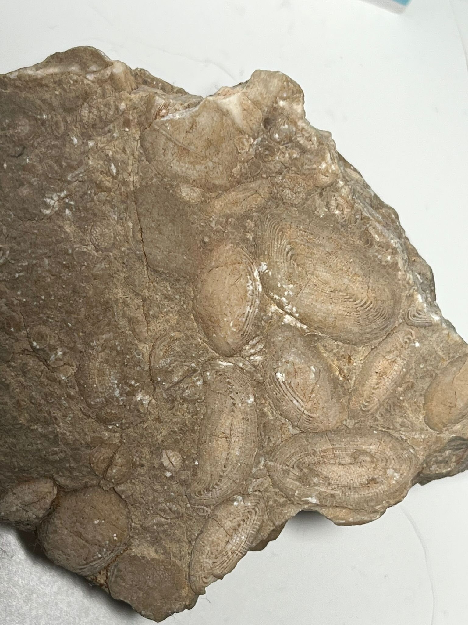 Nummulite id - Fossil ID - The Fossil Forum