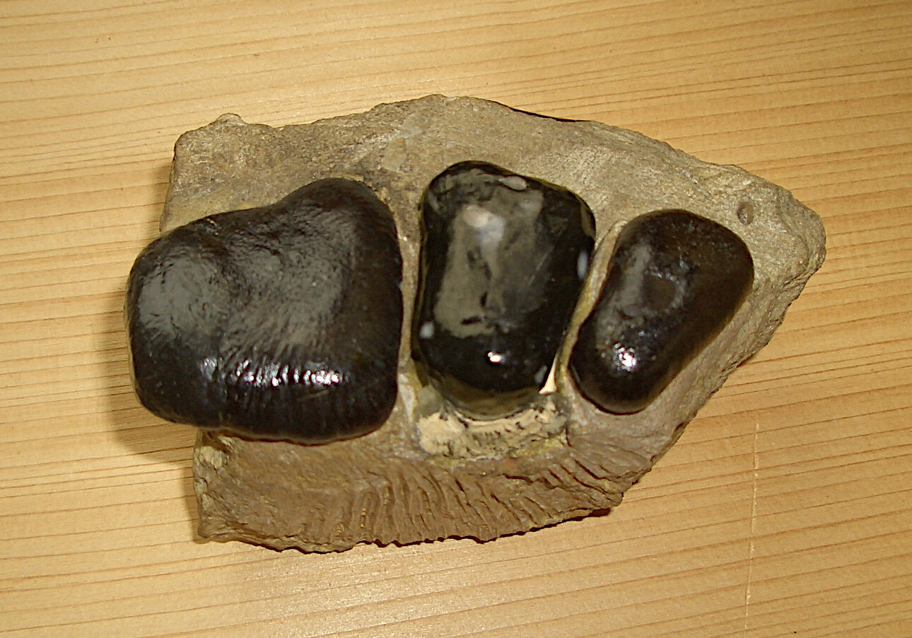 Placodus tooth replacement - Paleo Re-creations - The Fossil Forum