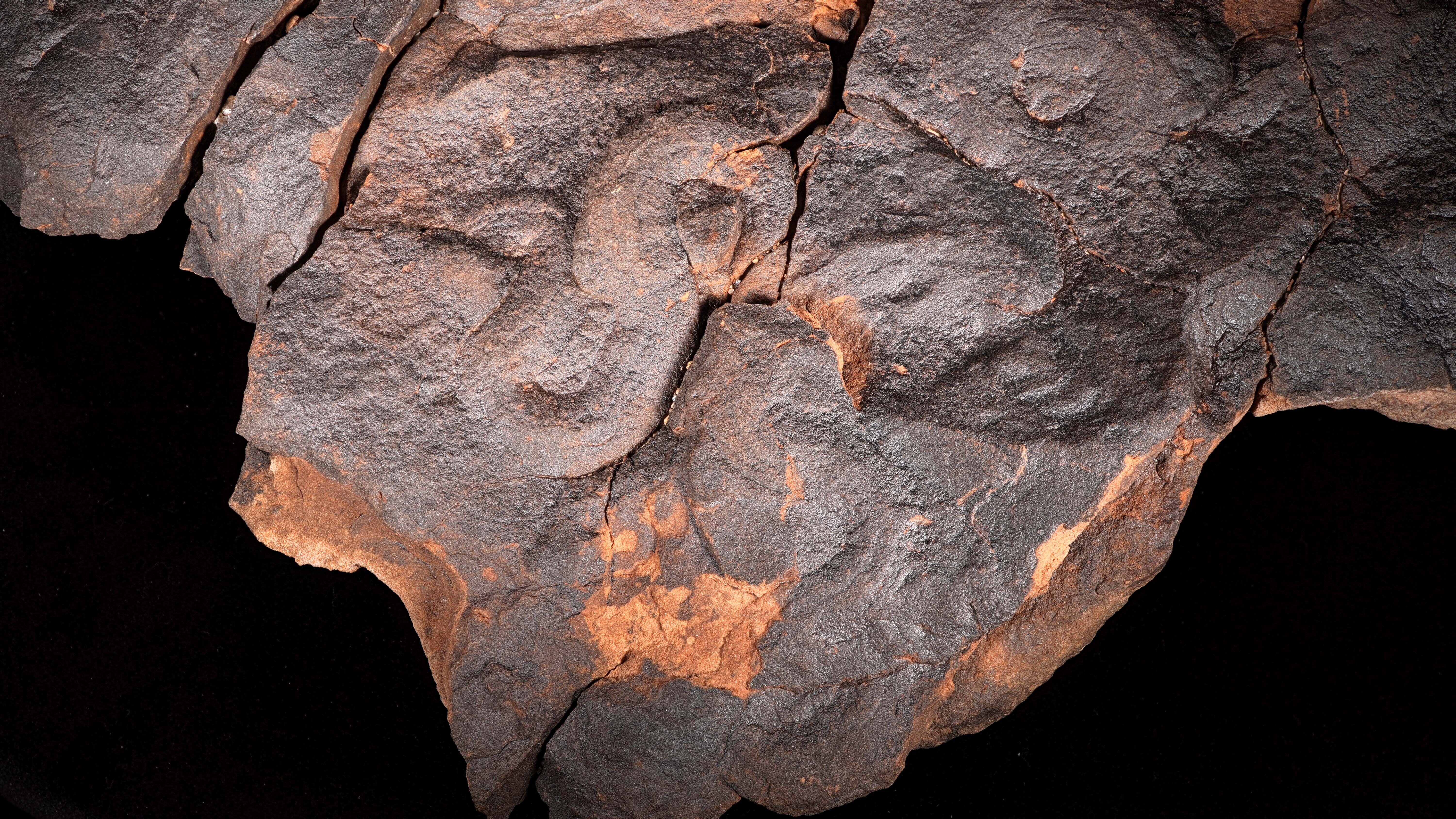 Worms? - Fossil ID - The Fossil Forum
