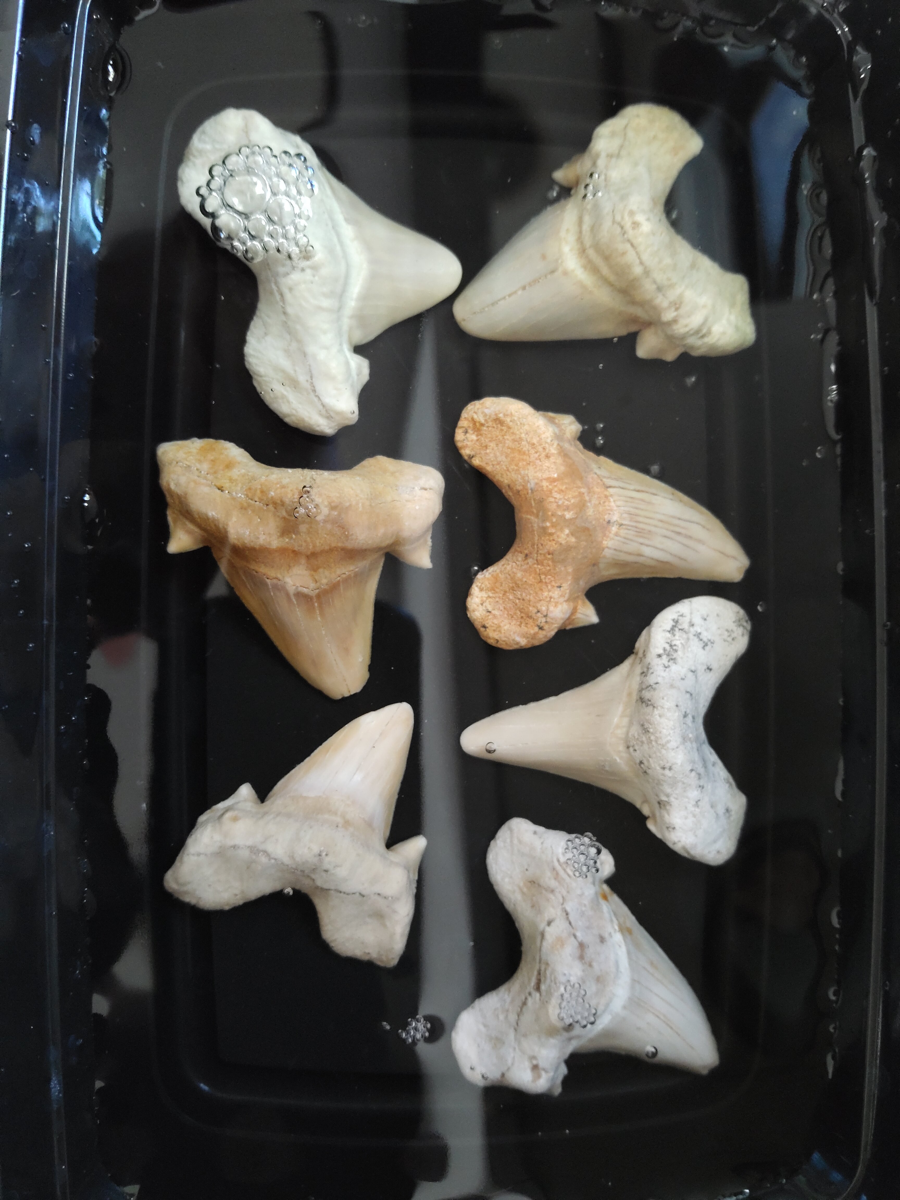 Testing Moroccan shark teeth in water - Is It Real? How to Recognize ...