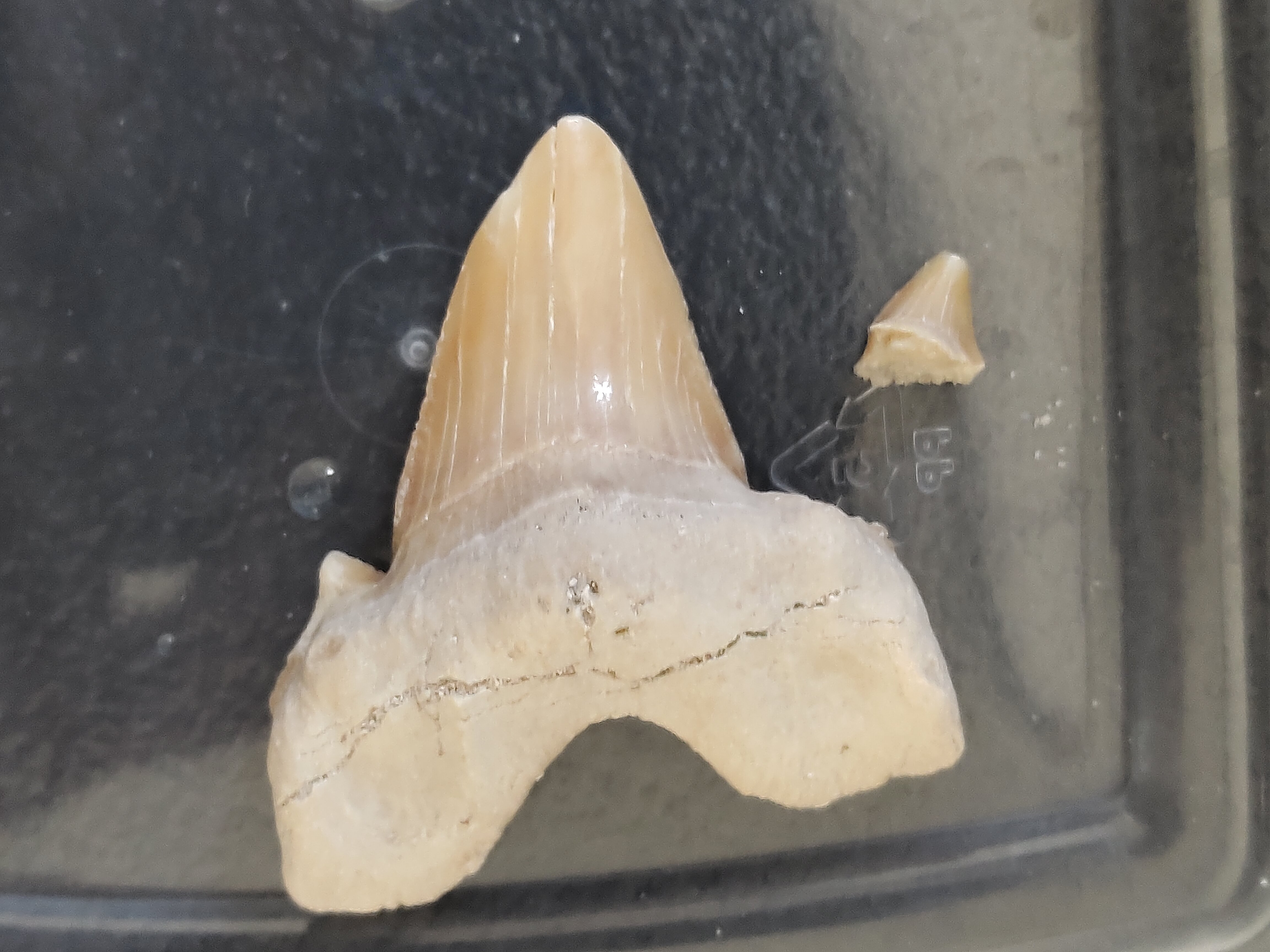 Testing Moroccan shark teeth in water - Is It Real? How to Recognize ...