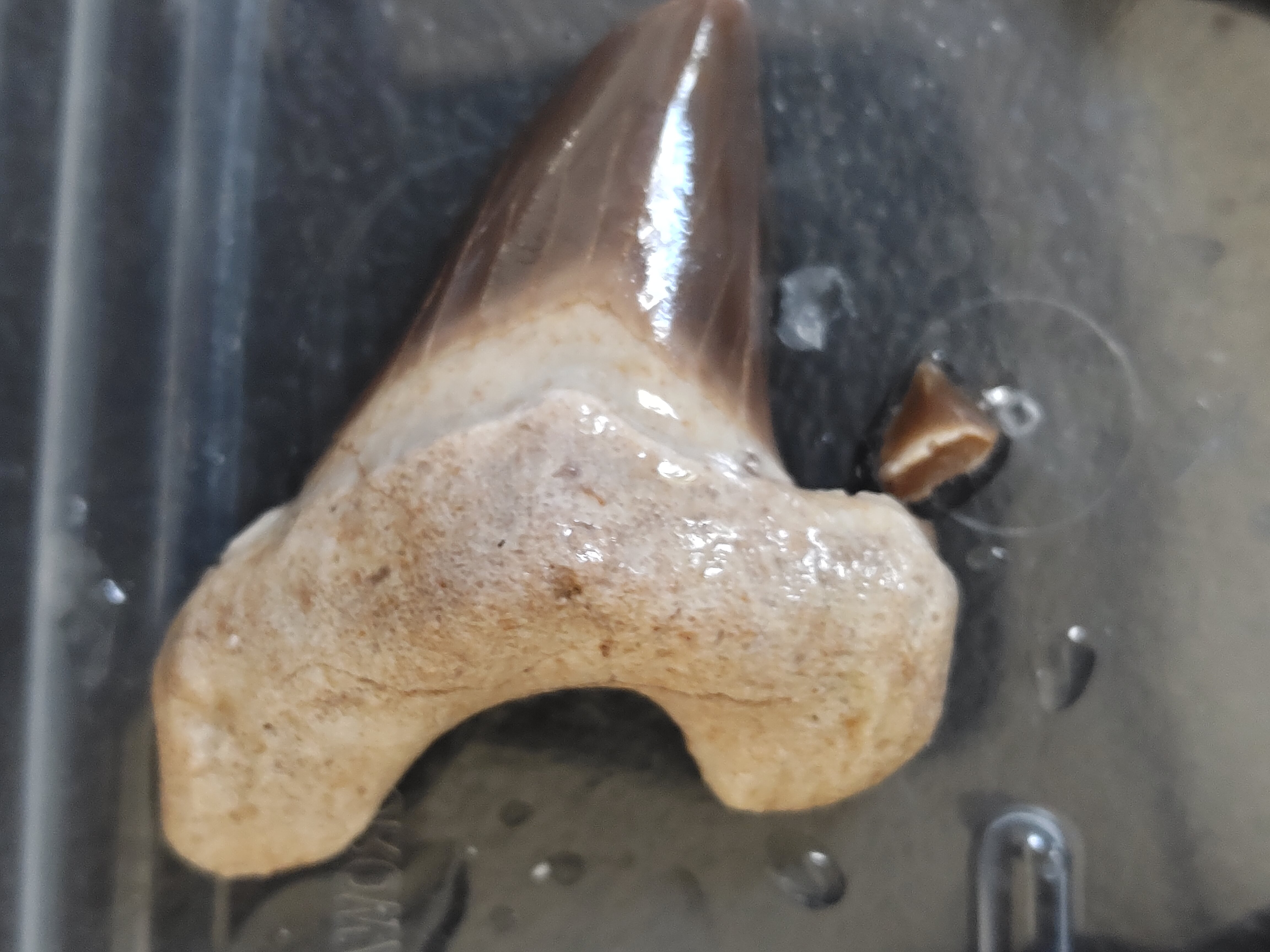 Testing Moroccan shark teeth in water - Is It Real? How to Recognize ...