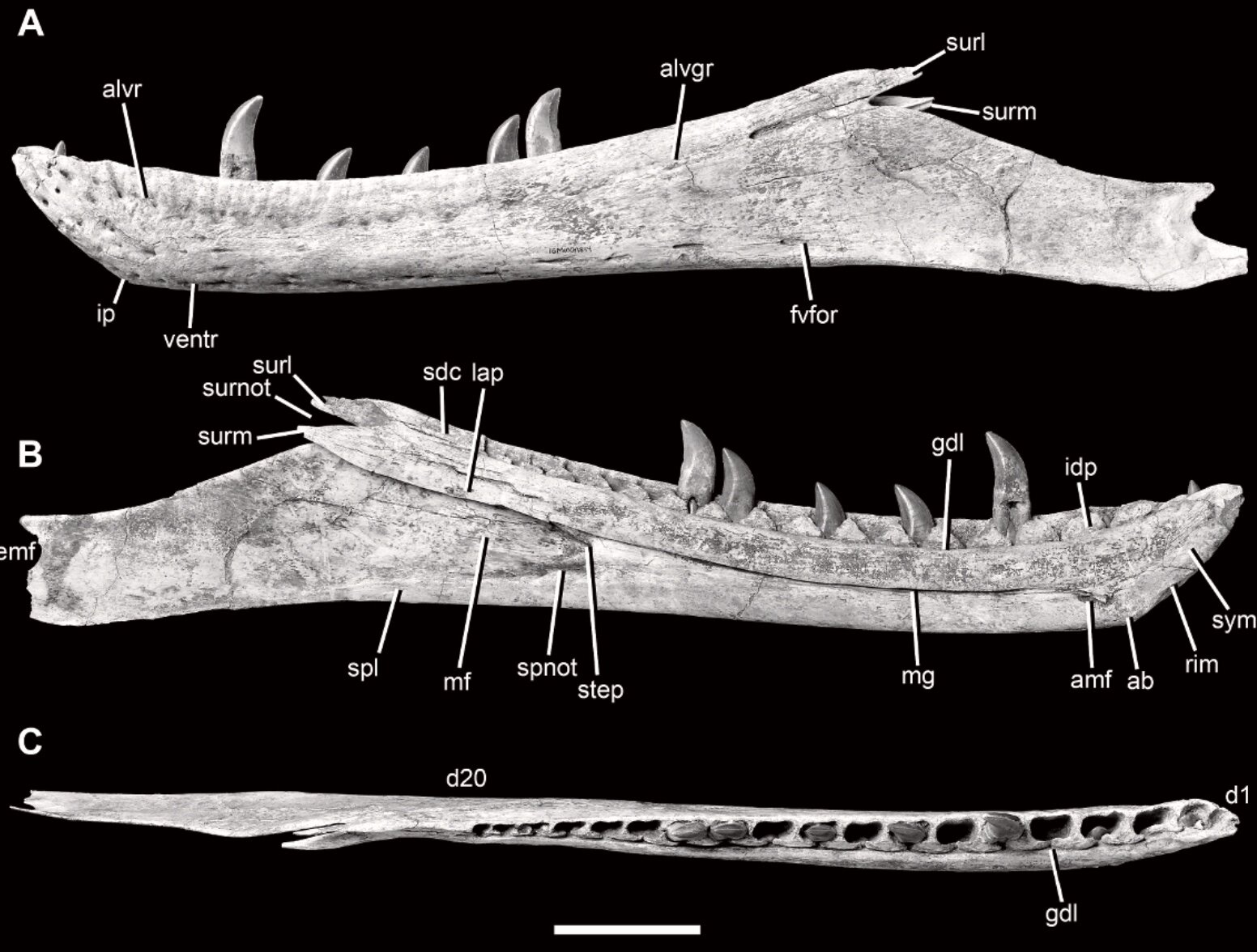 Mongolian Theropod tooth - Fossil ID - The Fossil Forum