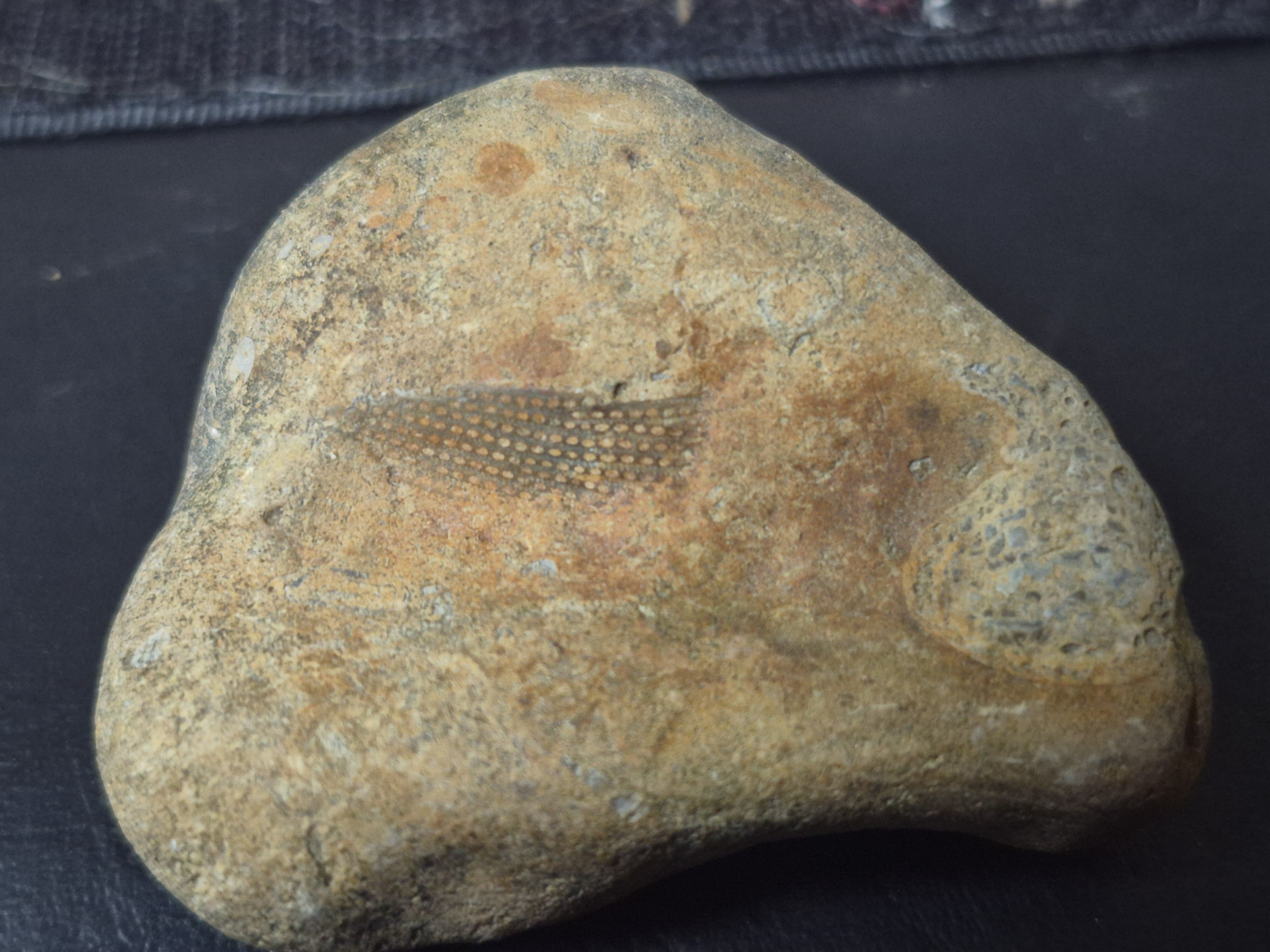 Bird wing fossil - Fossil ID - The Fossil Forum