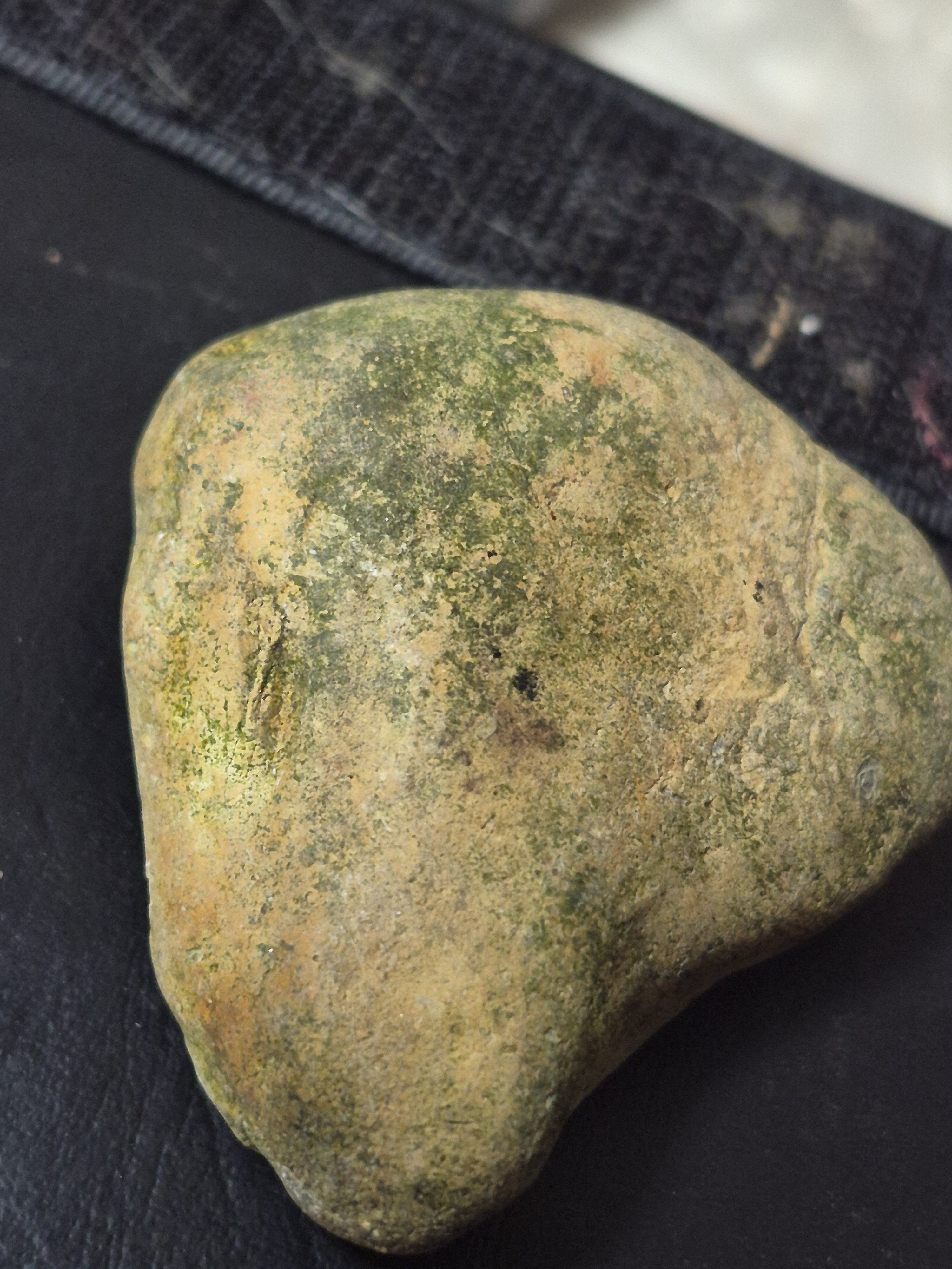 Bird wing fossil - Fossil ID - The Fossil Forum