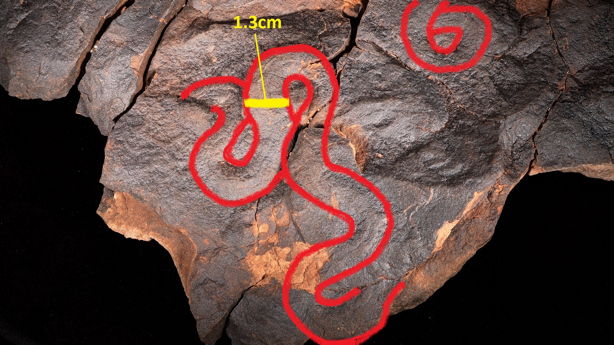 Worms? - Fossil ID - The Fossil Forum