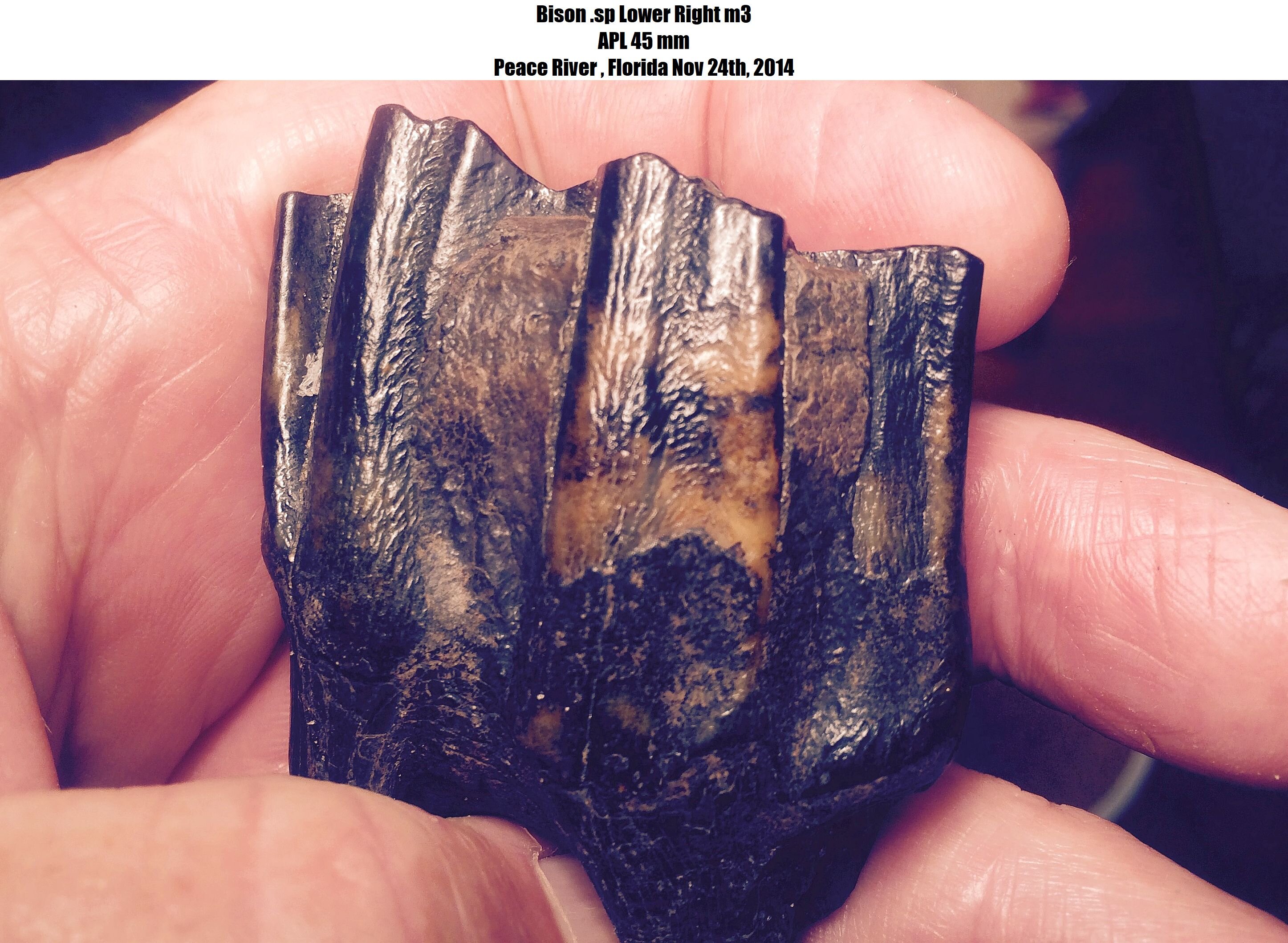 Bovid lower premolar - Fossil ID - The Fossil Forum