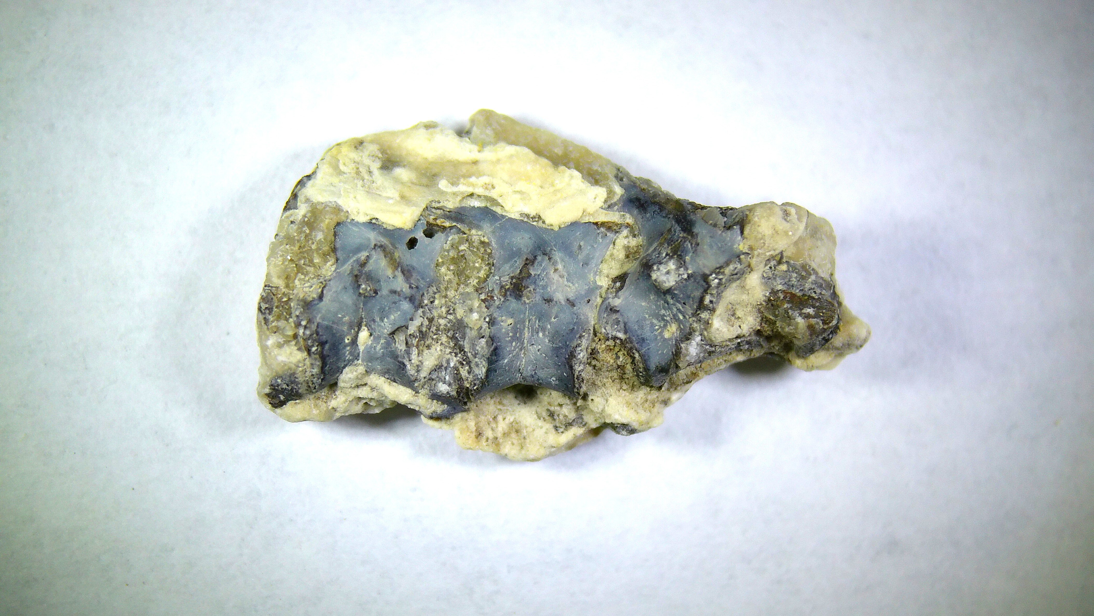 Possible impression? - Fossil ID - The Fossil Forum