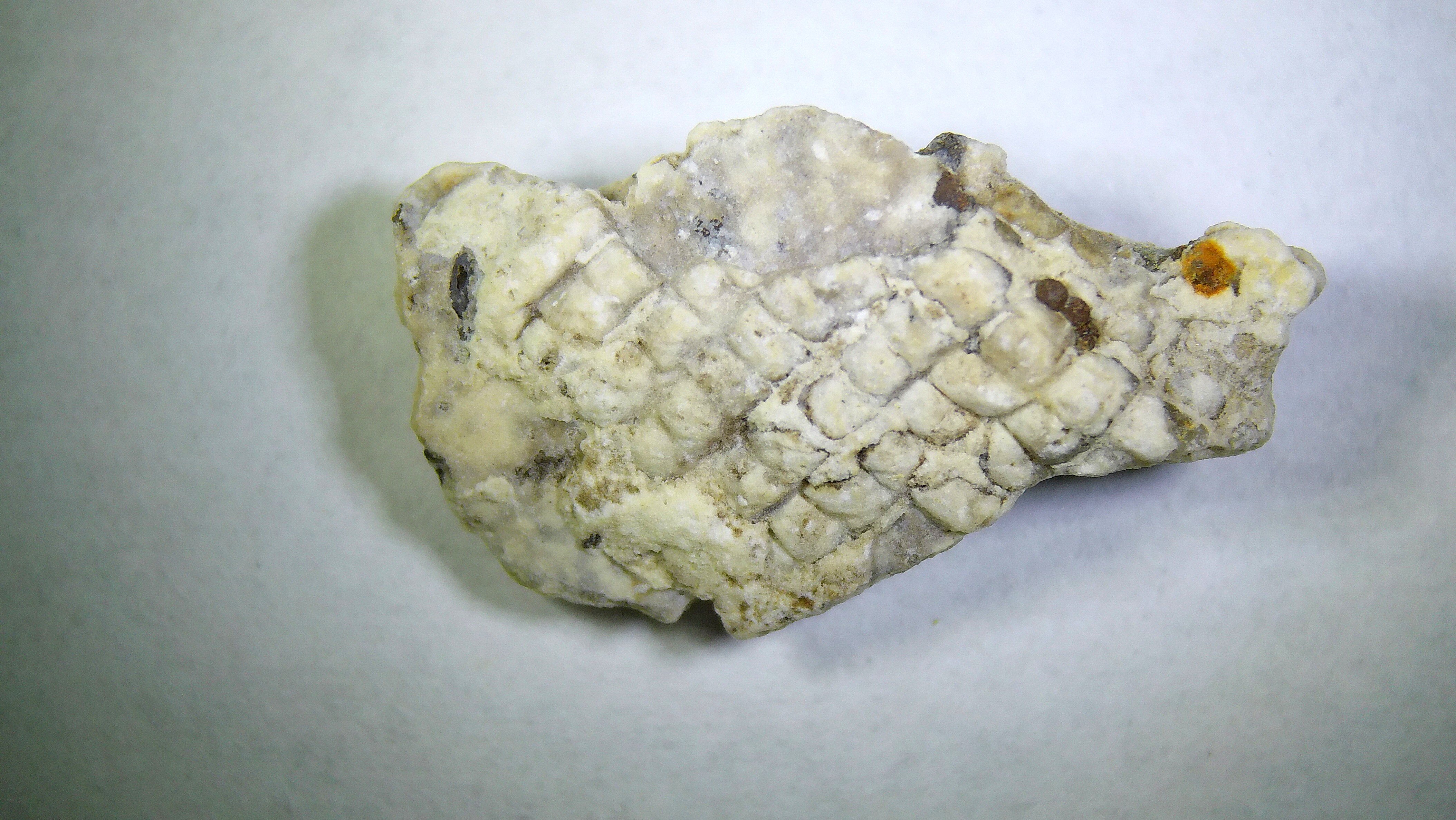 Possible impression? - Fossil ID - The Fossil Forum