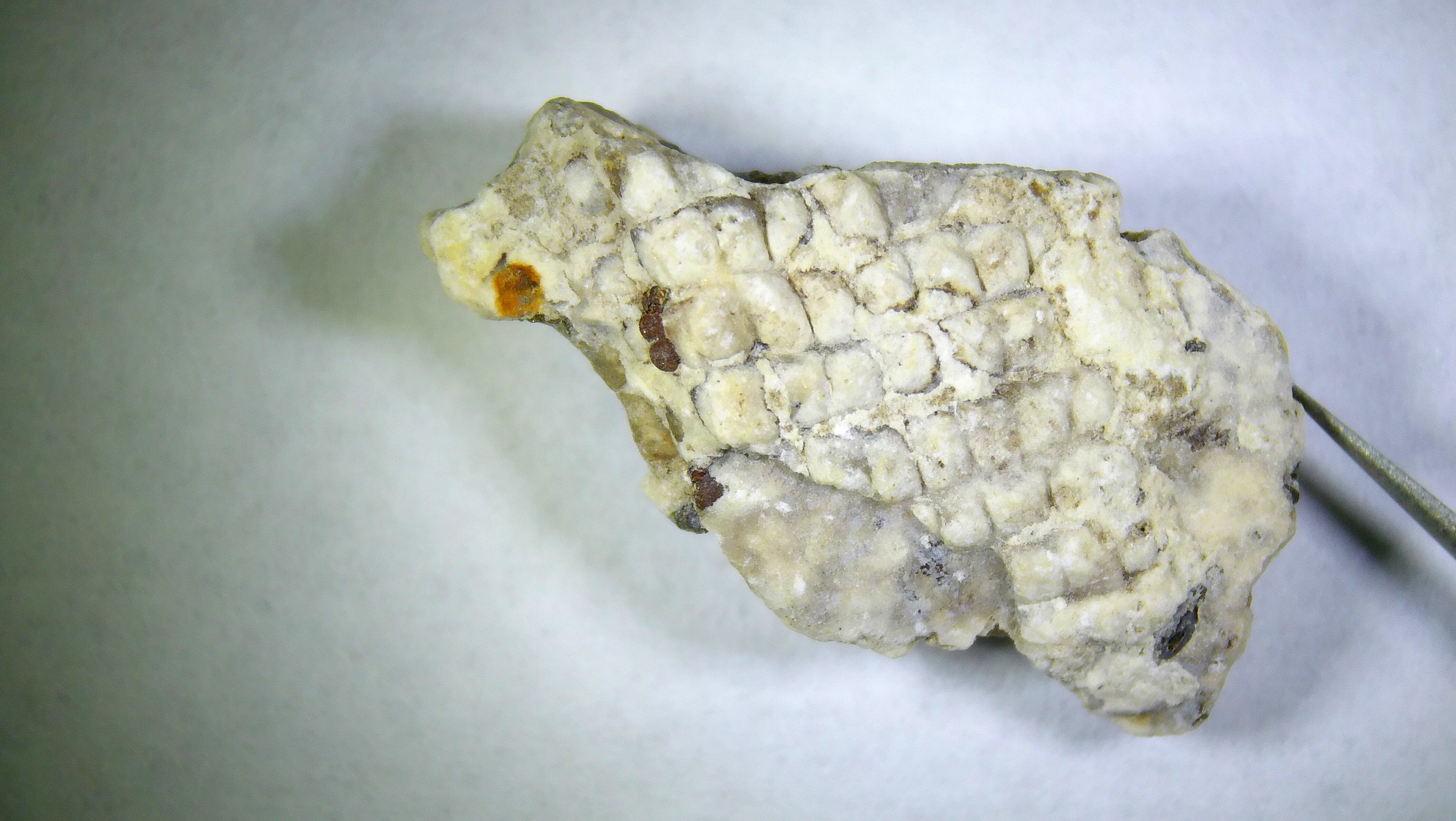 Possible impression? - Fossil ID - The Fossil Forum
