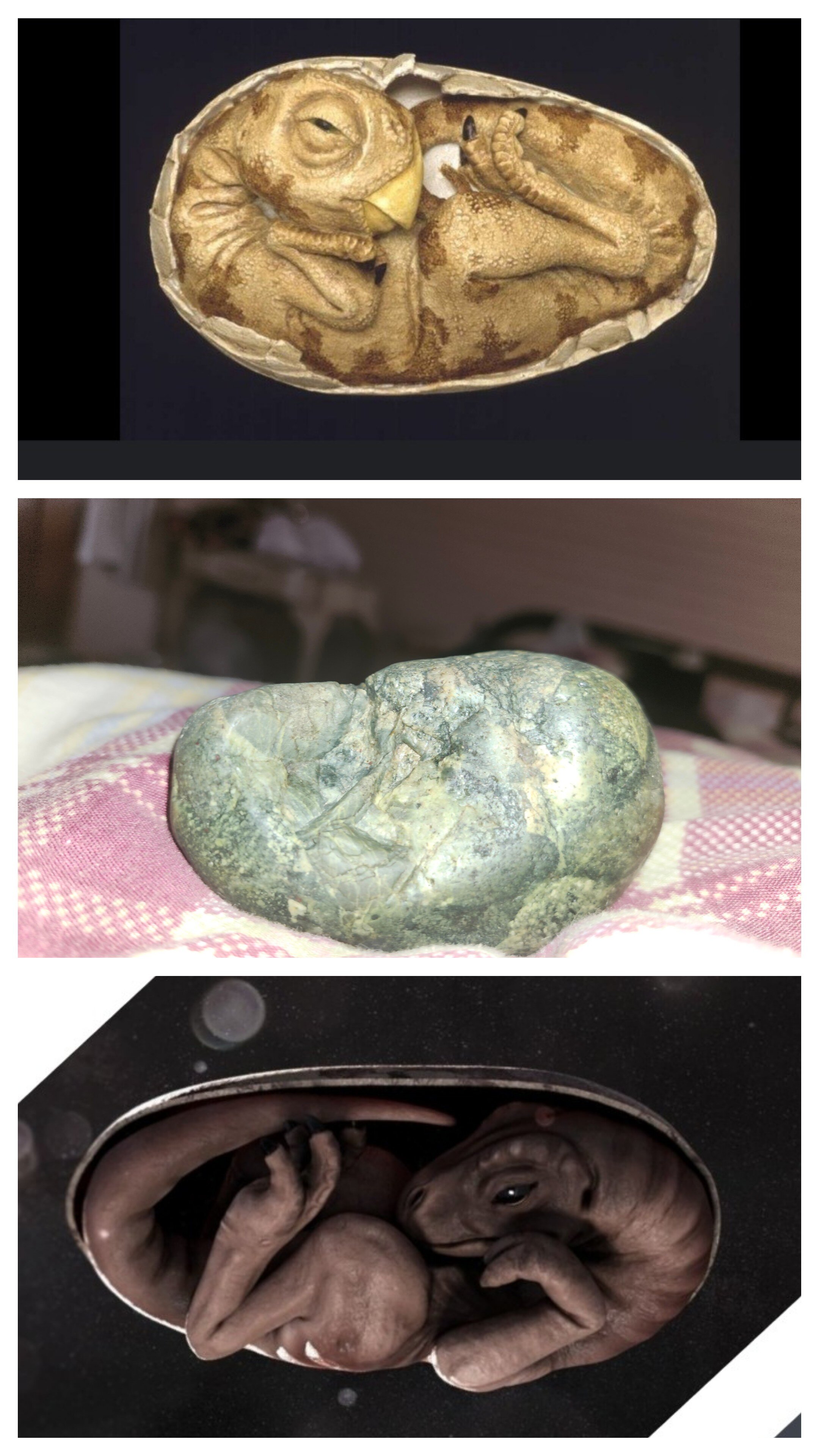 Embryo and egg - Fossil ID - The Fossil Forum