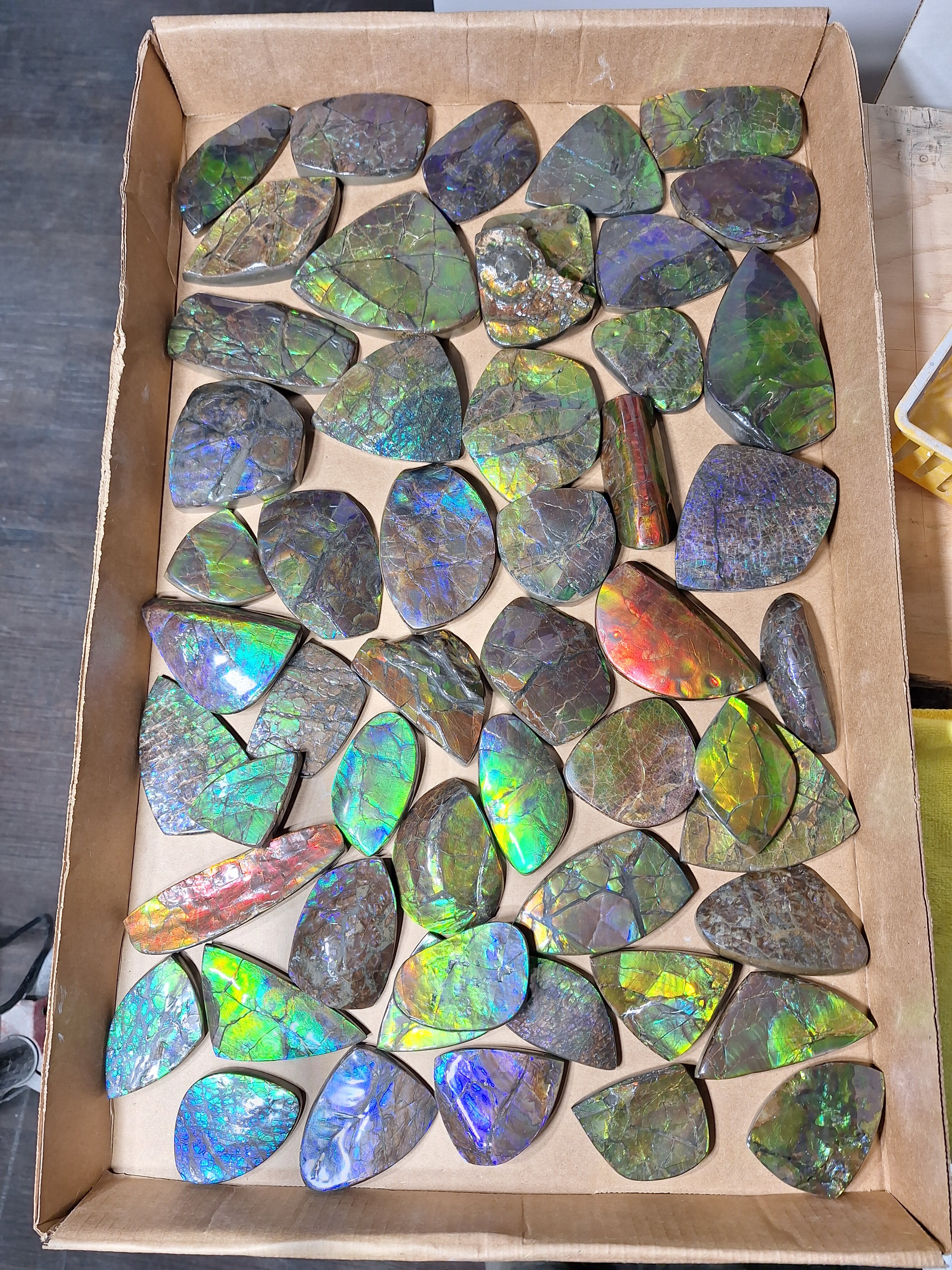 Ammolite content - Member Collections - The Fossil Forum