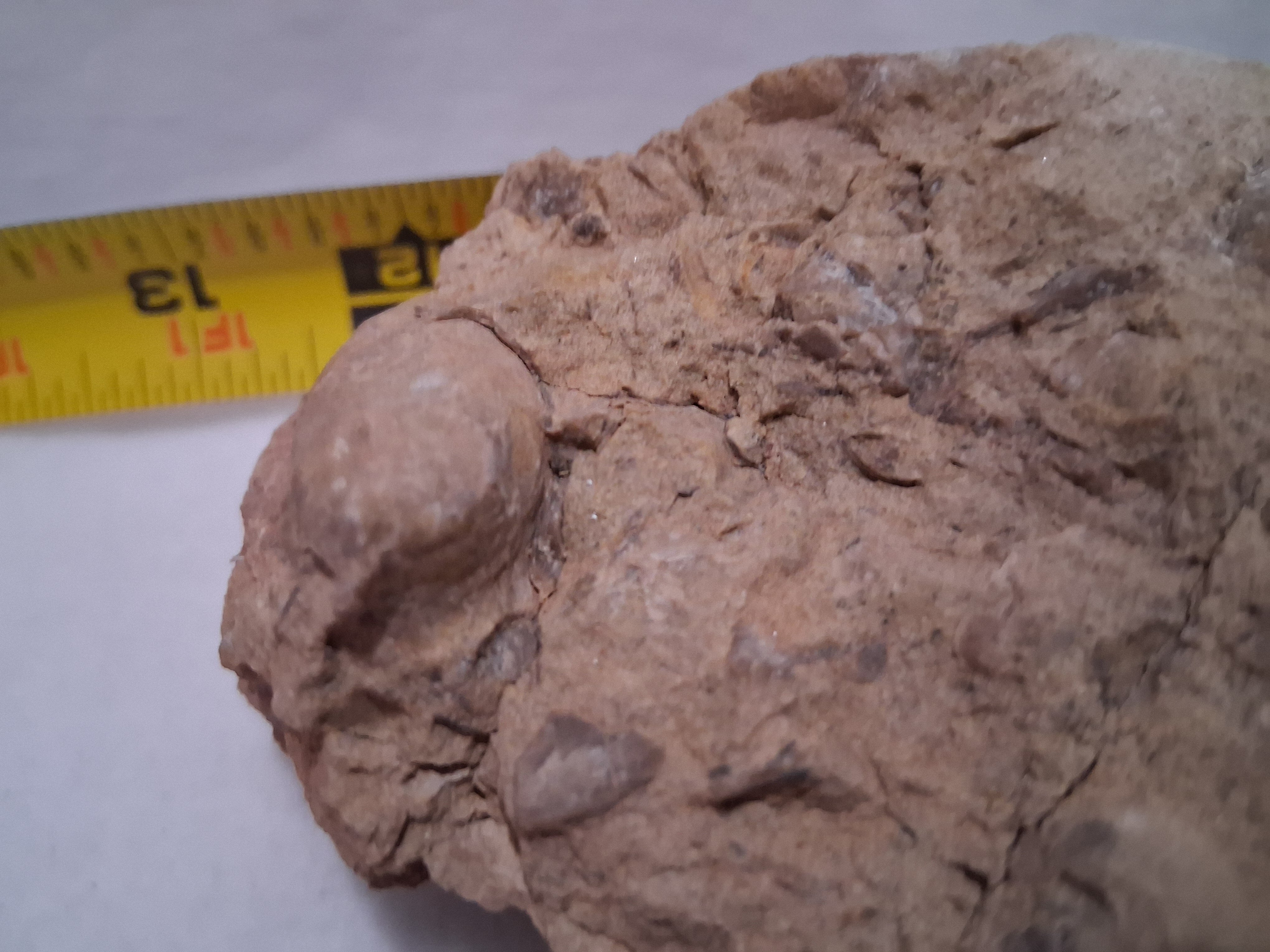 Unknown cylinder like fossil - Fossil ID - The Fossil Forum