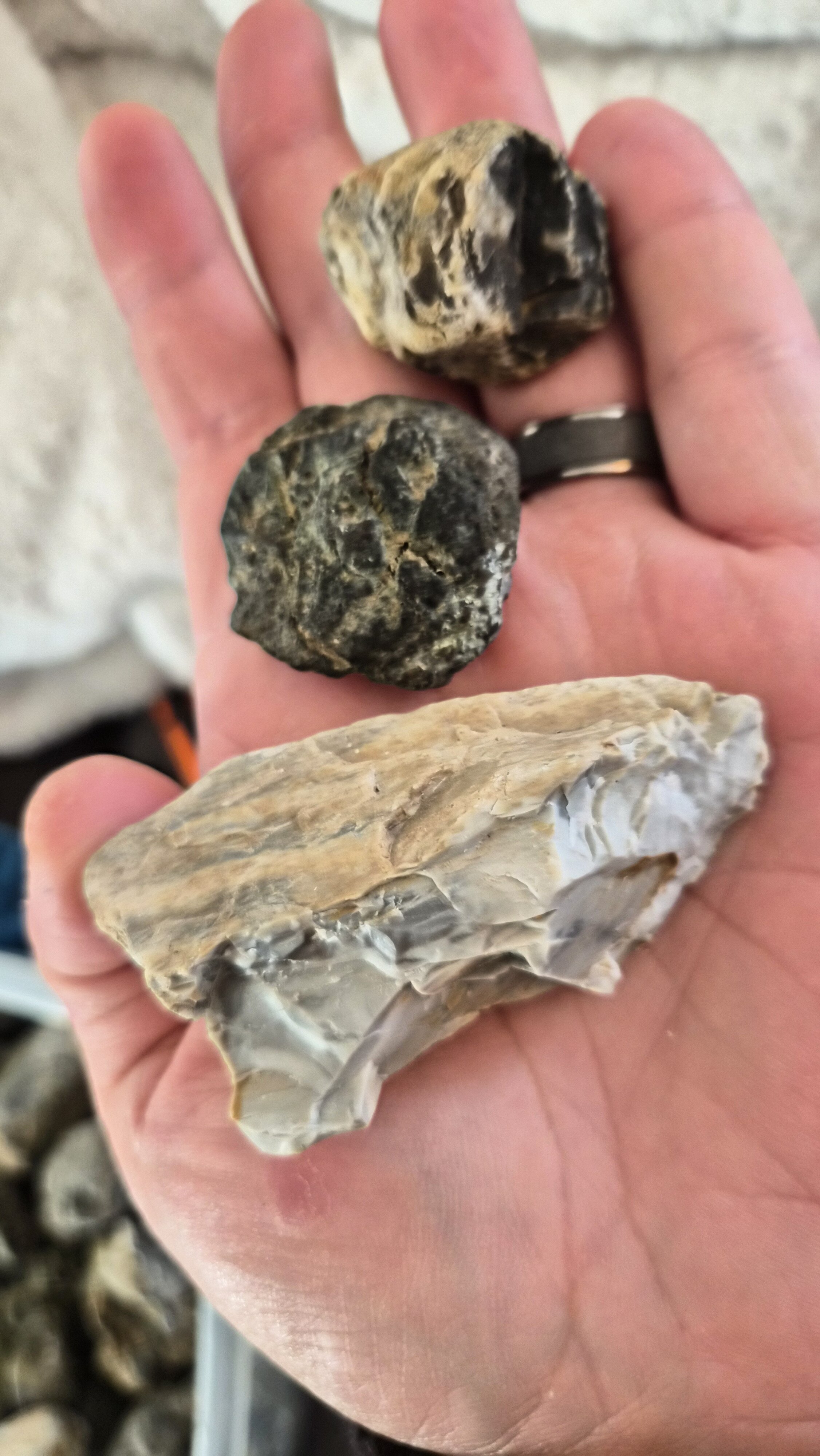 Fossils in chert? - Fossil ID - The Fossil Forum
