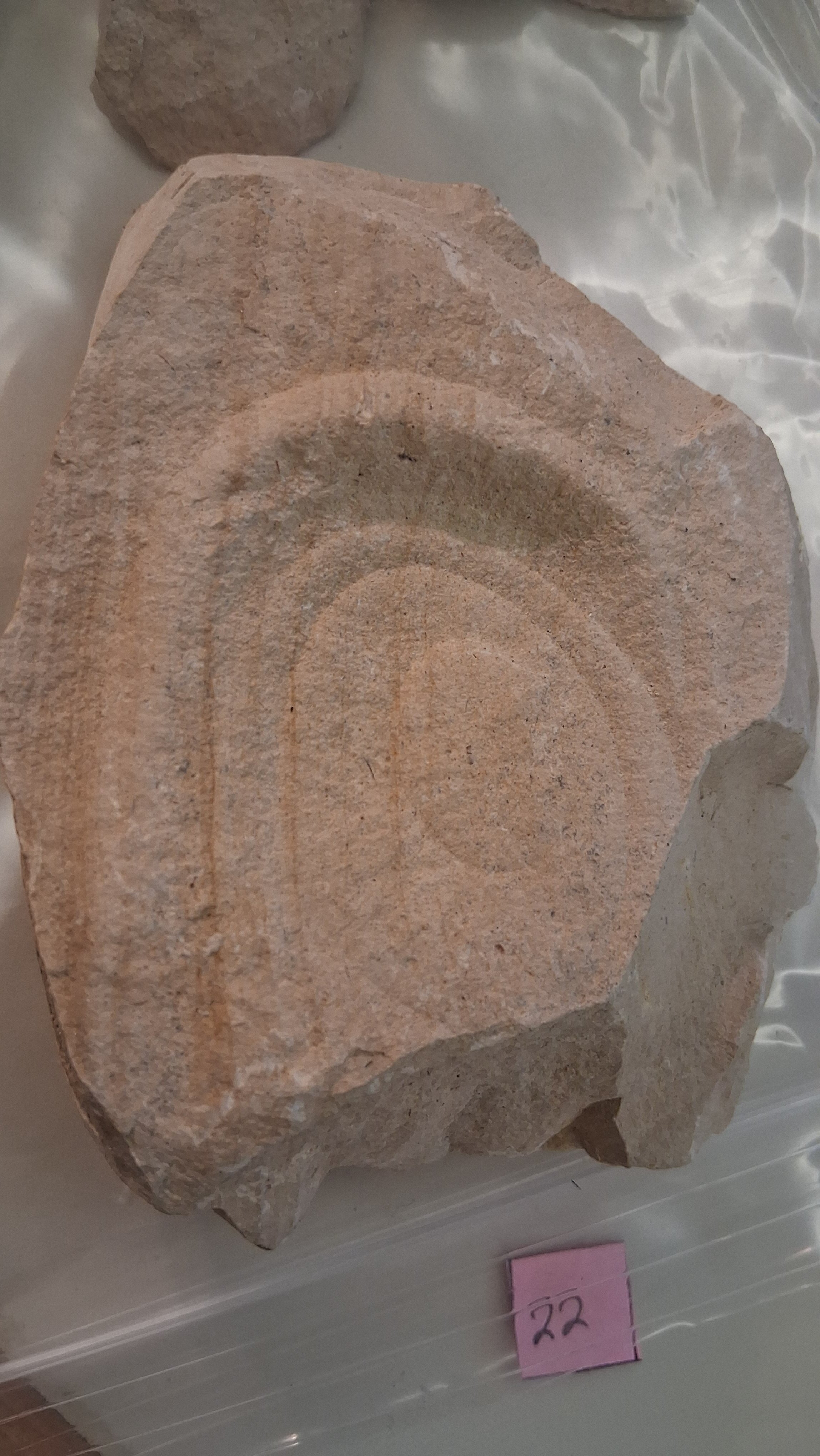 Fossil id - Fossil ID - The Fossil Forum