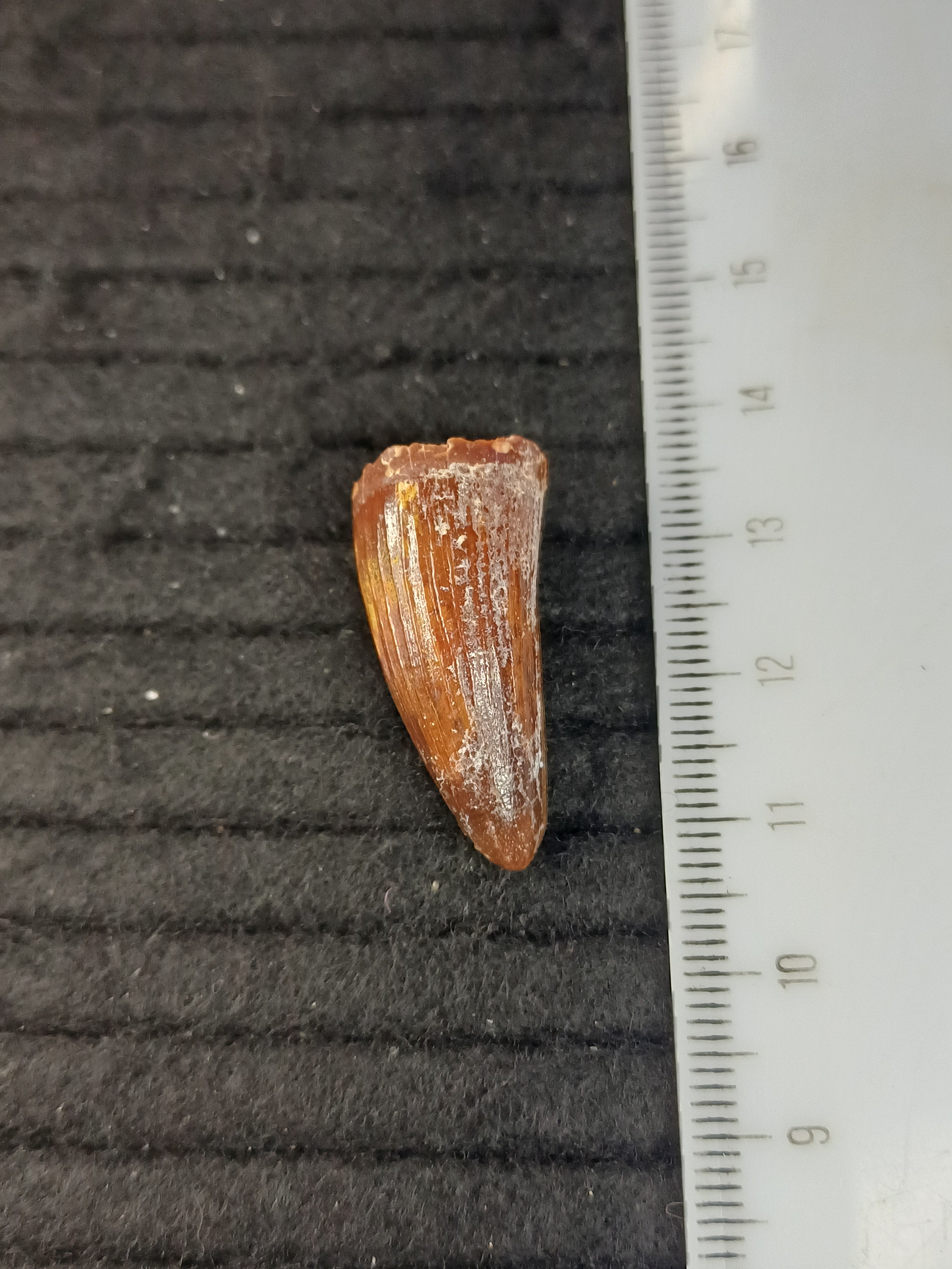 Crocodile tooth? From the Kem Kem - Fossil ID - The Fossil Forum