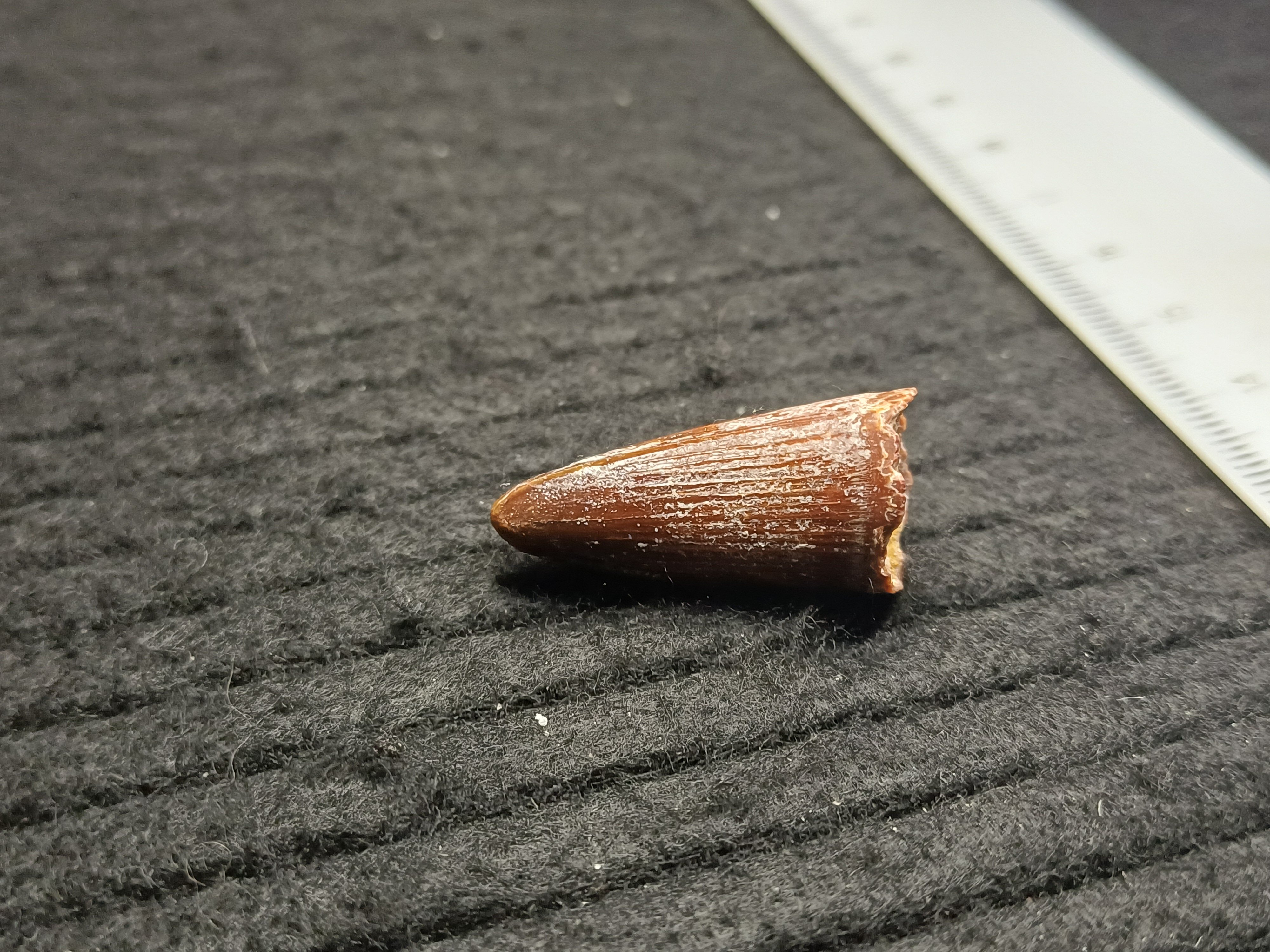 Crocodile tooth? From the Kem Kem - Fossil ID - The Fossil Forum