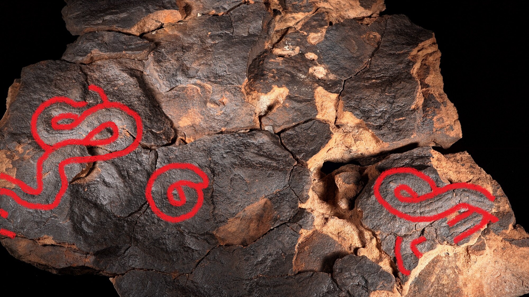 Worms? - Fossil ID - The Fossil Forum