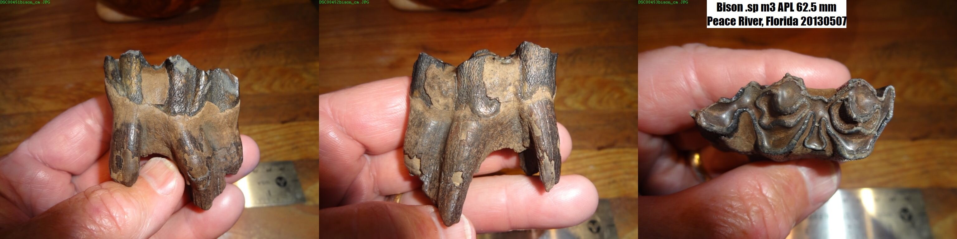 Bovid lower premolar - Fossil ID - The Fossil Forum