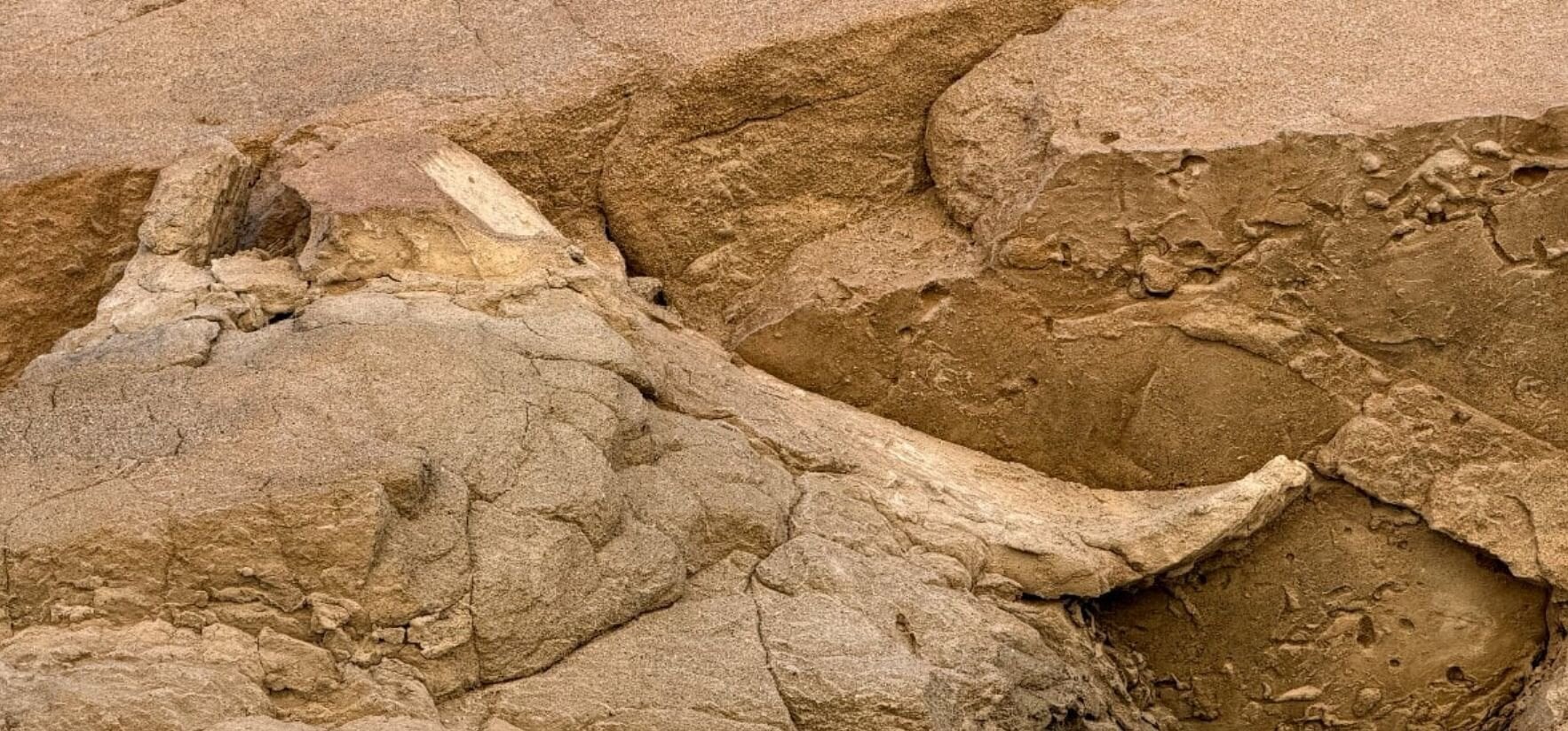 ID please - Fossil ID - The Fossil Forum