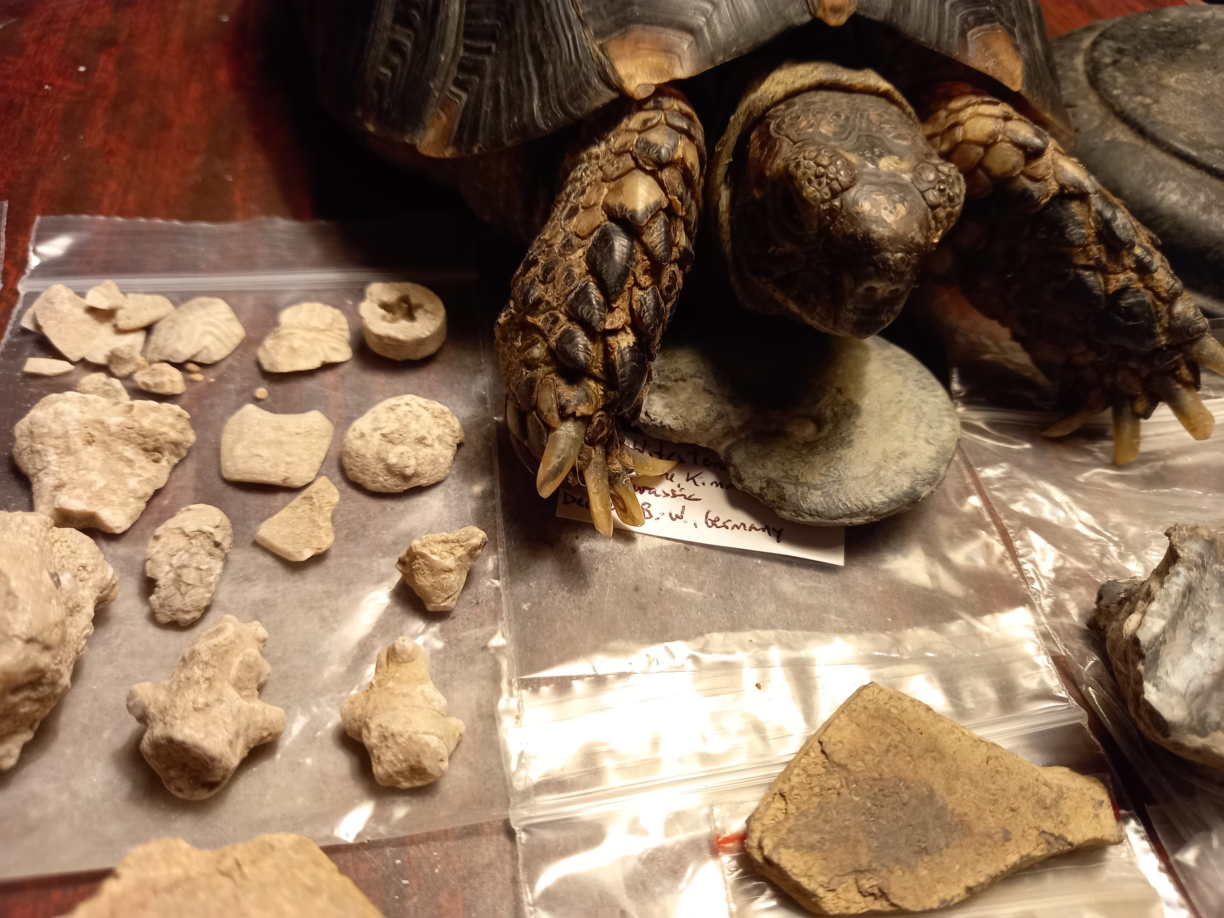 How do you dust your fossils ? - General Fossil Discussion - The Fossil ...