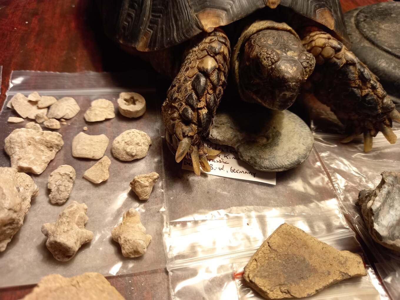 How do you dust your fossils ? - General Fossil Discussion - The Fossil ...