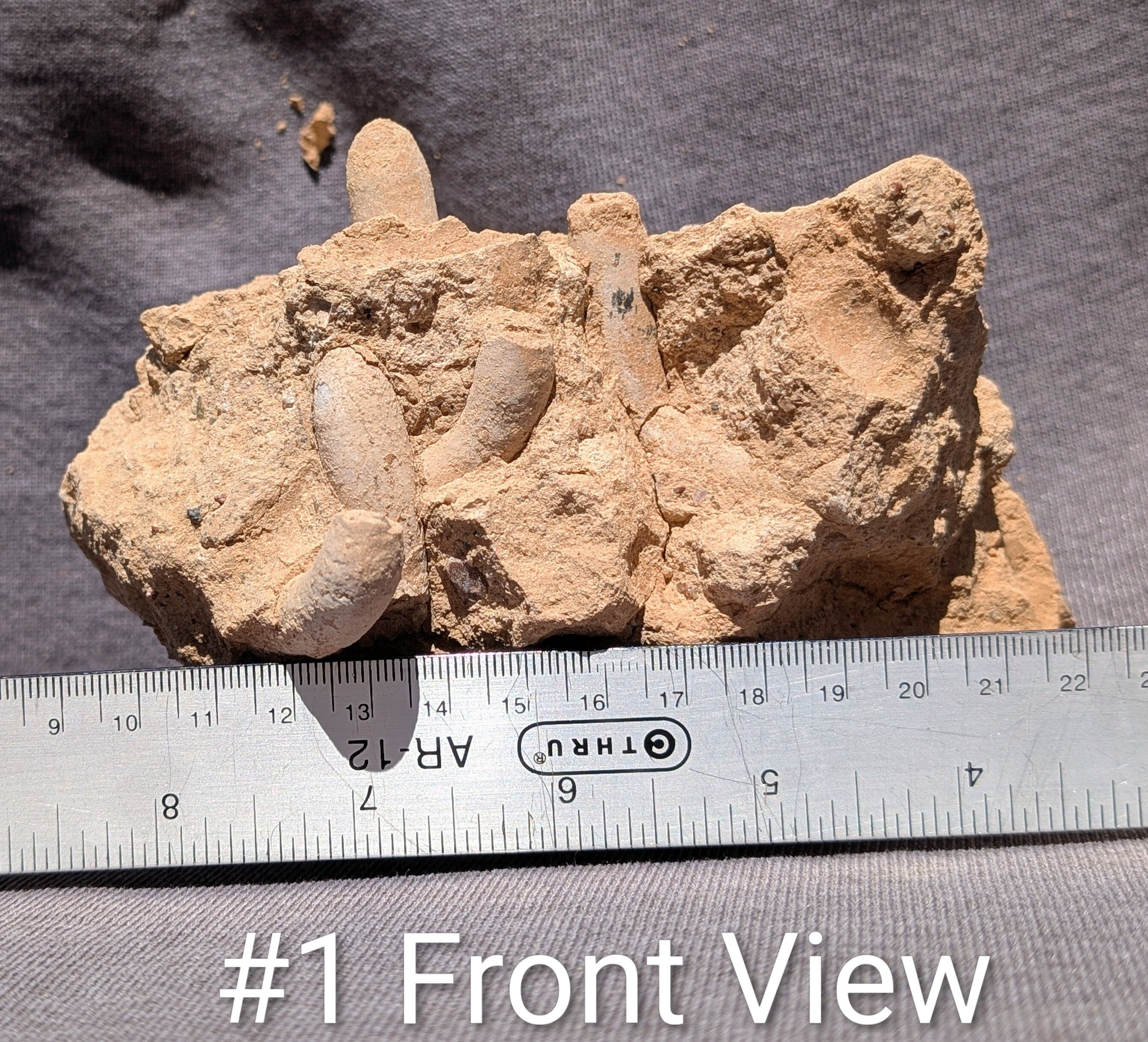 Possible fossilized invertebrate burrows? Found in Central Arizona ...
