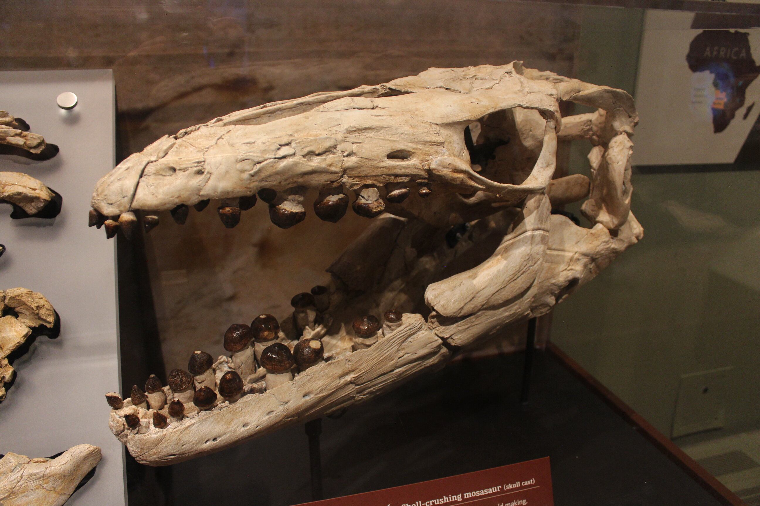 Globidens skull sculpture - Paleo Re-creations - The Fossil Forum
