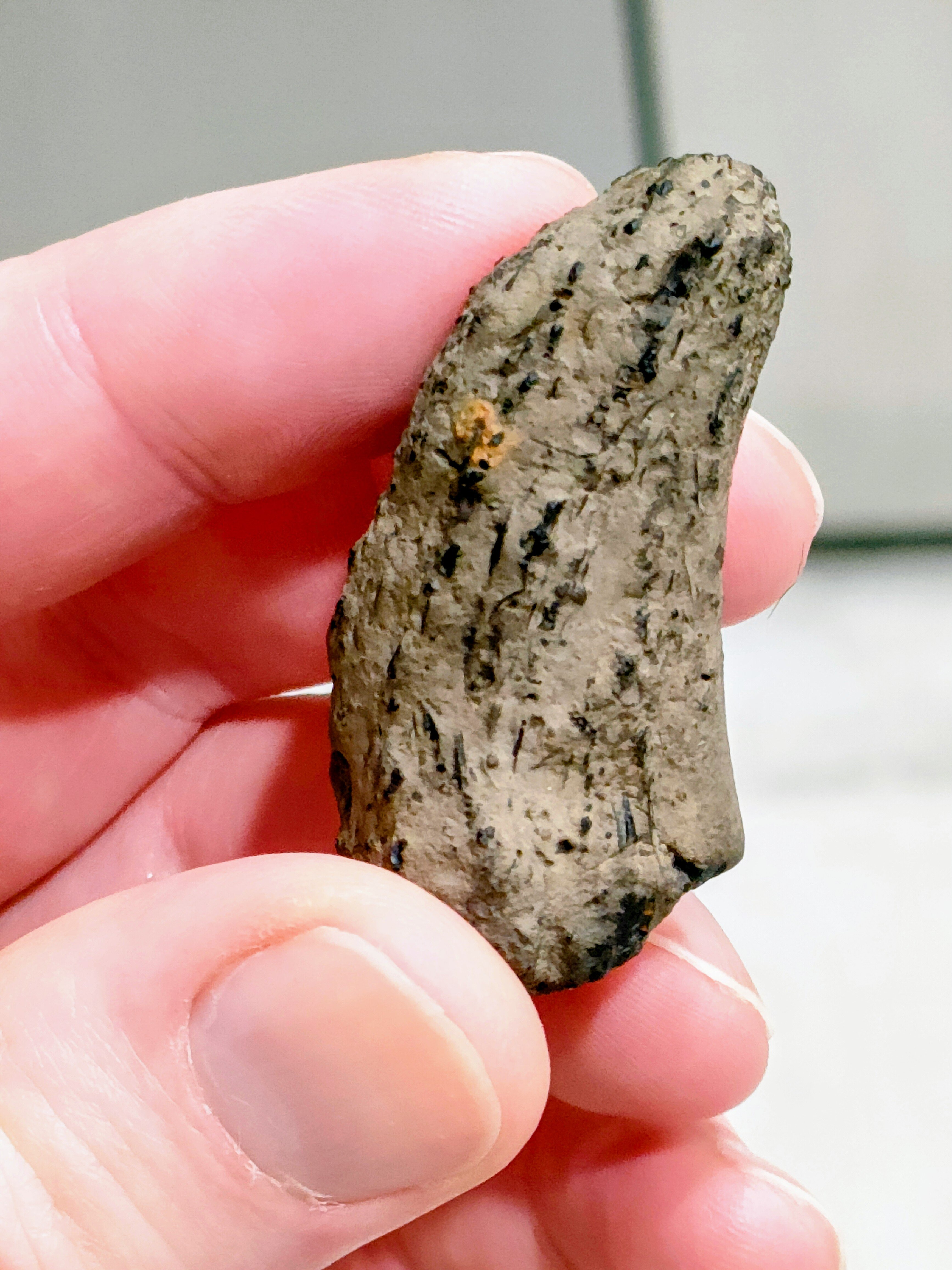 Pliosaur Tooth? - Fossil ID - The Fossil Forum