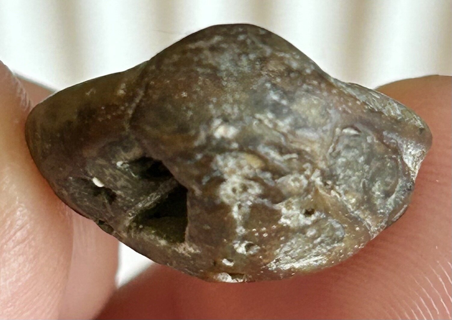 Beach fossil ID - Fossil ID - The Fossil Forum