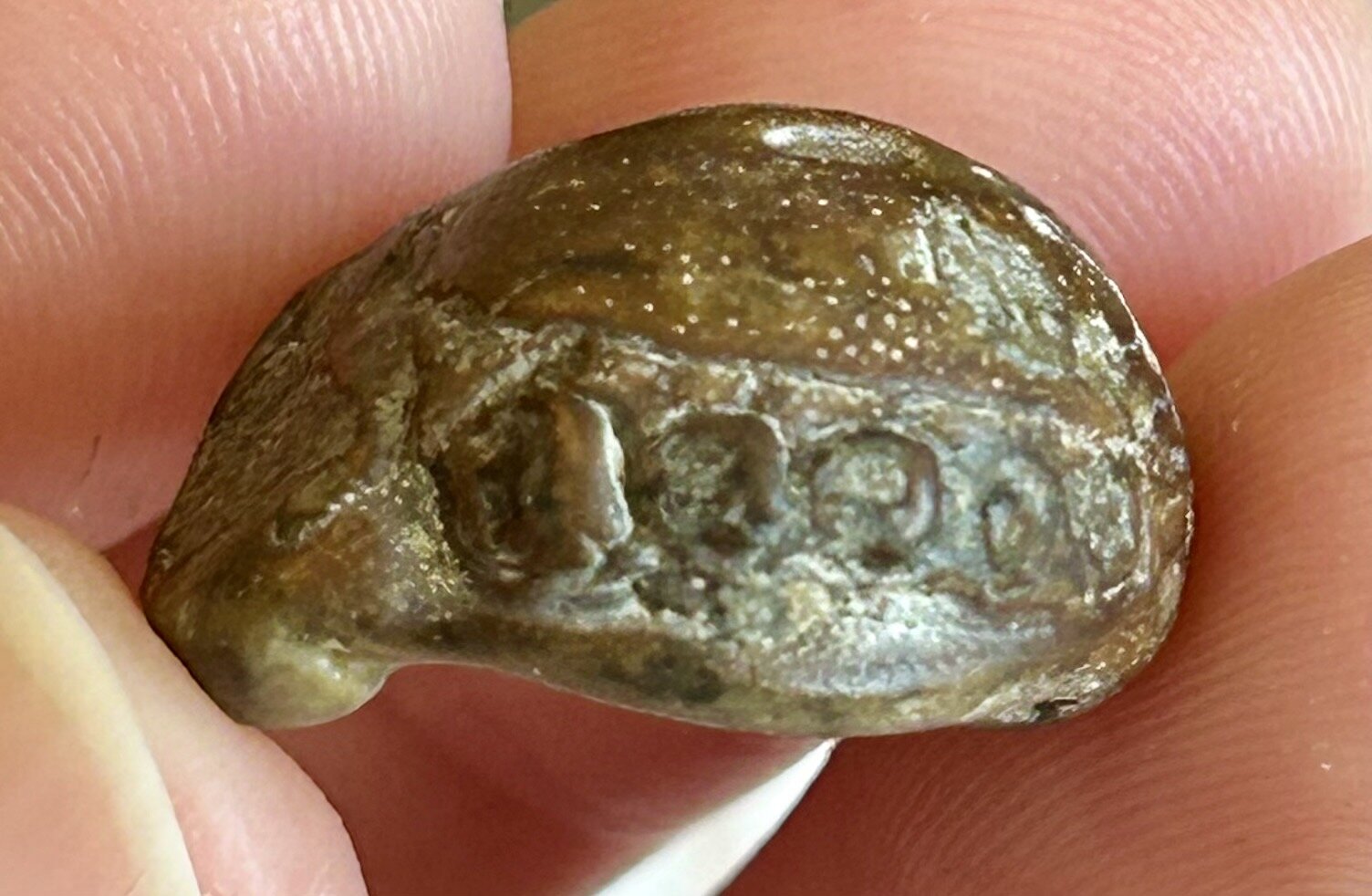 Beach fossil ID - Fossil ID - The Fossil Forum