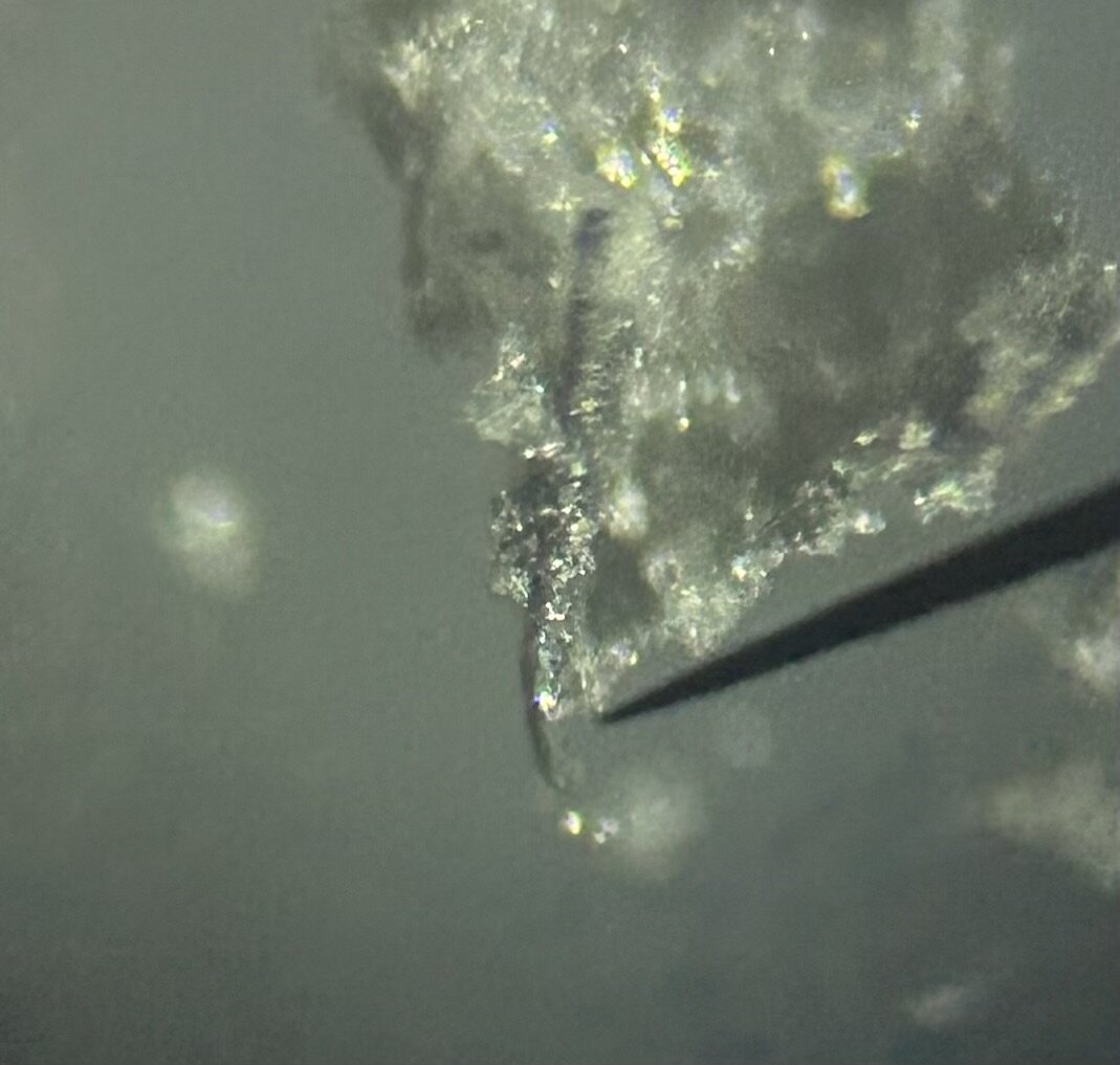 Cambrian microfossils Arkansas - Micro-paleontology - The Fossil Forum