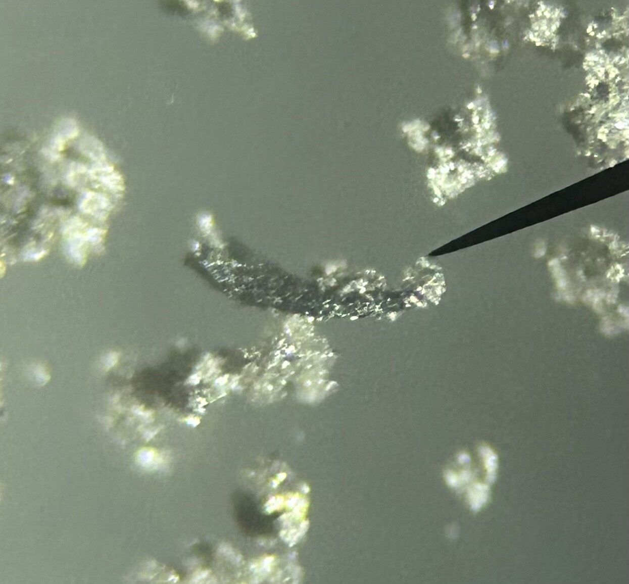 Cambrian microfossils Arkansas - Micro-paleontology - The Fossil Forum