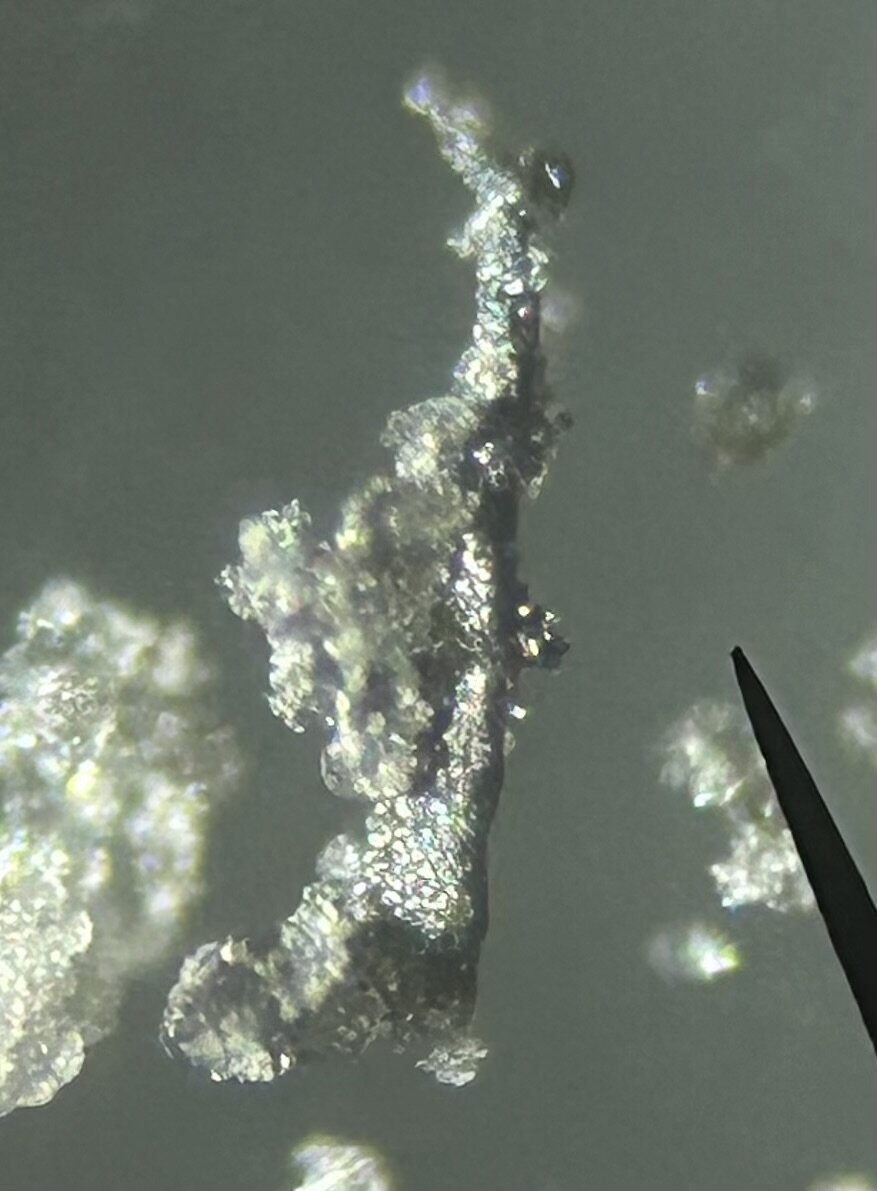 Cambrian microfossils Arkansas - Micro-paleontology - The Fossil Forum
