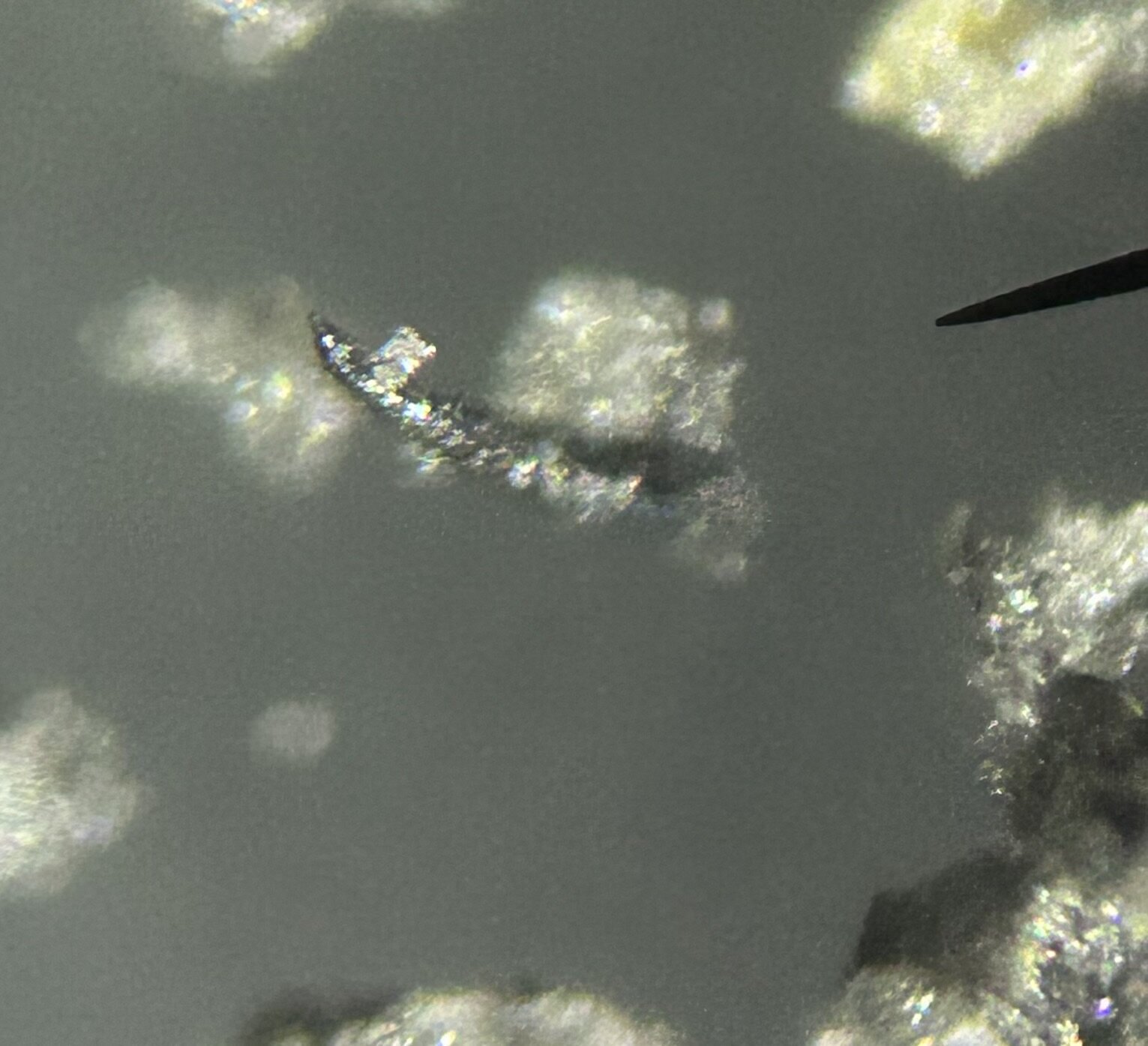 Cambrian microfossils Arkansas - Micro-paleontology - The Fossil Forum