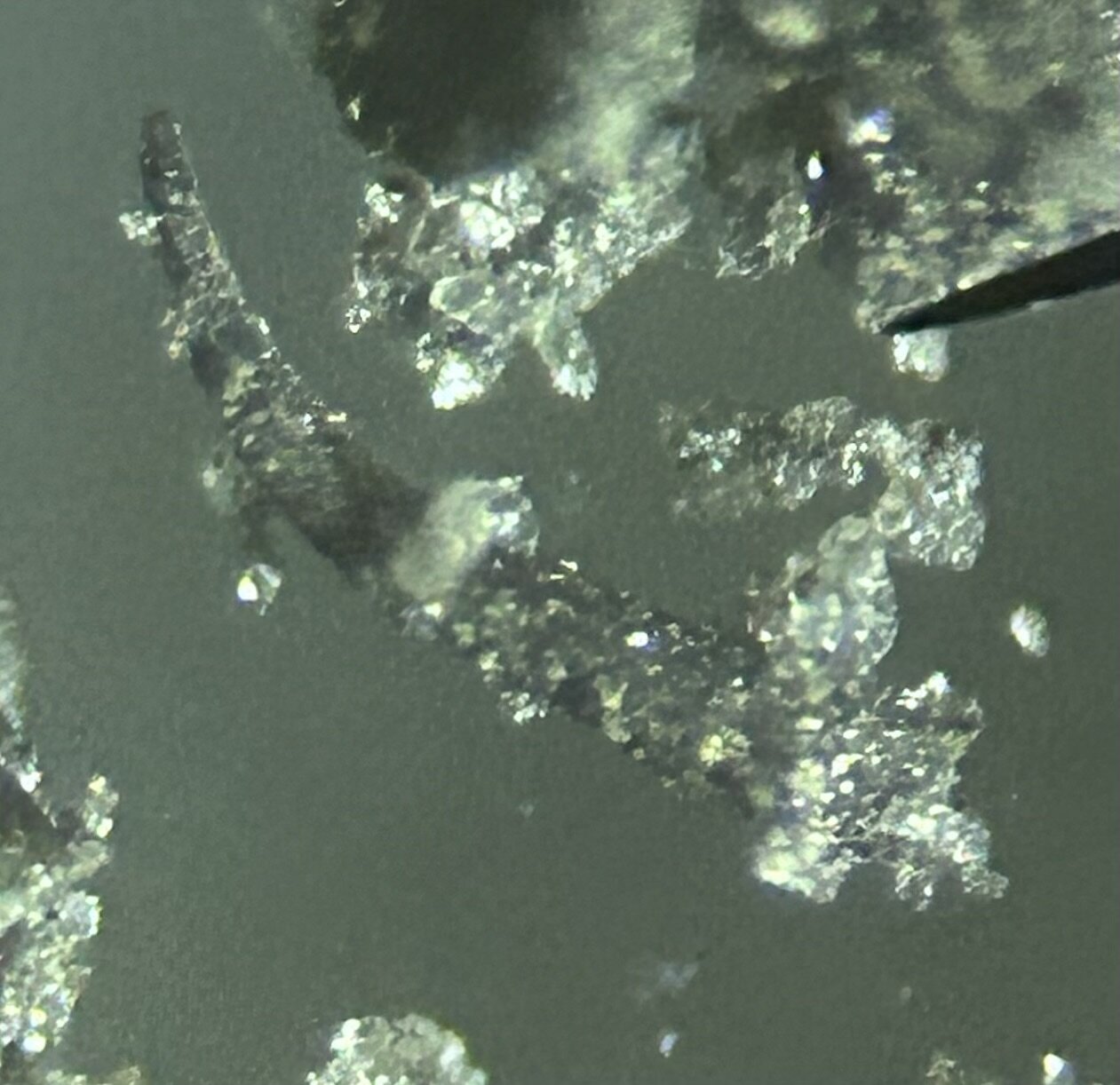 Cambrian microfossils Arkansas - Micro-paleontology - The Fossil Forum