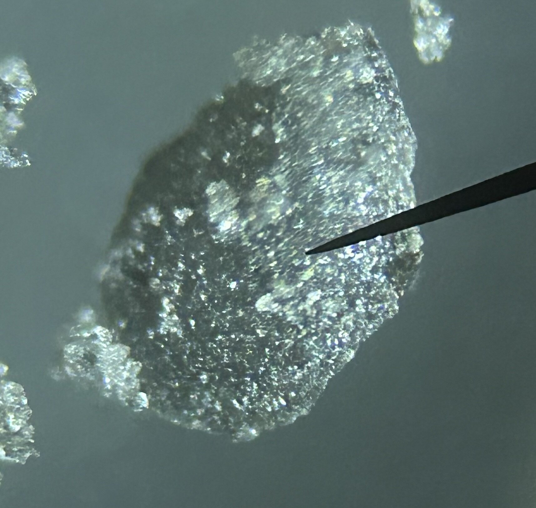 Cambrian microfossils Arkansas - Micro-paleontology - The Fossil Forum